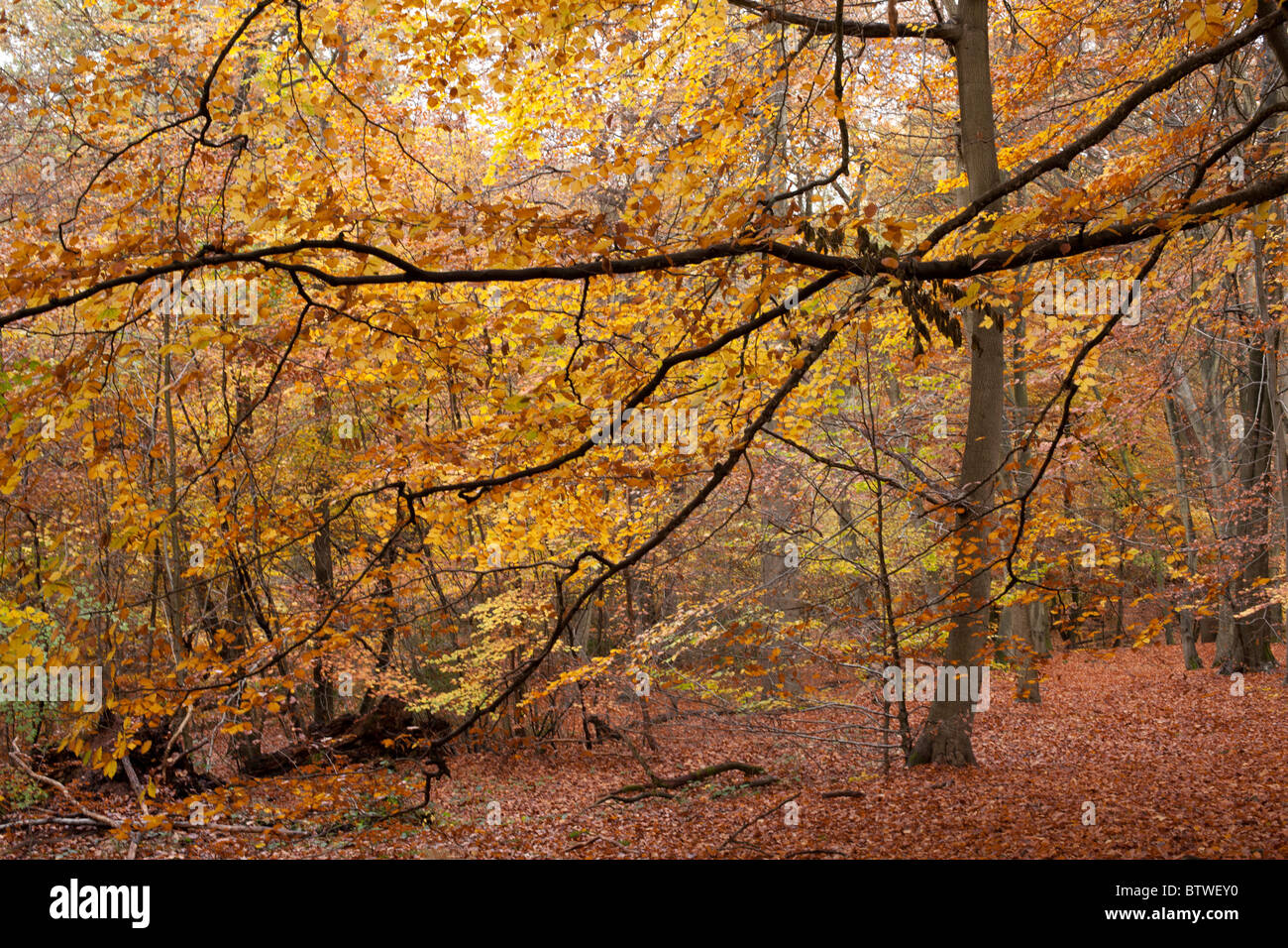 Woodlands woods forest hi-res stock photography and images - Alamy