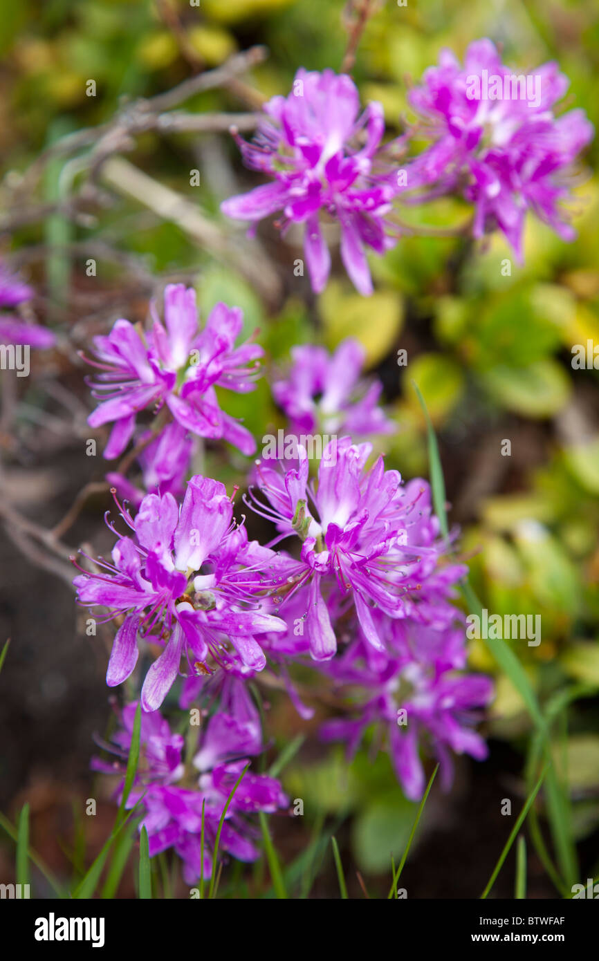 Rhodora flowers hi-res stock photography and images - Alamy