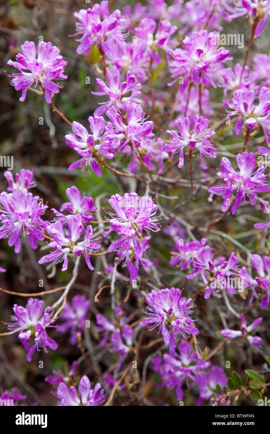 Rhodora ( rhododendron canadense , ericaceae ) flowering Stock Photo ...