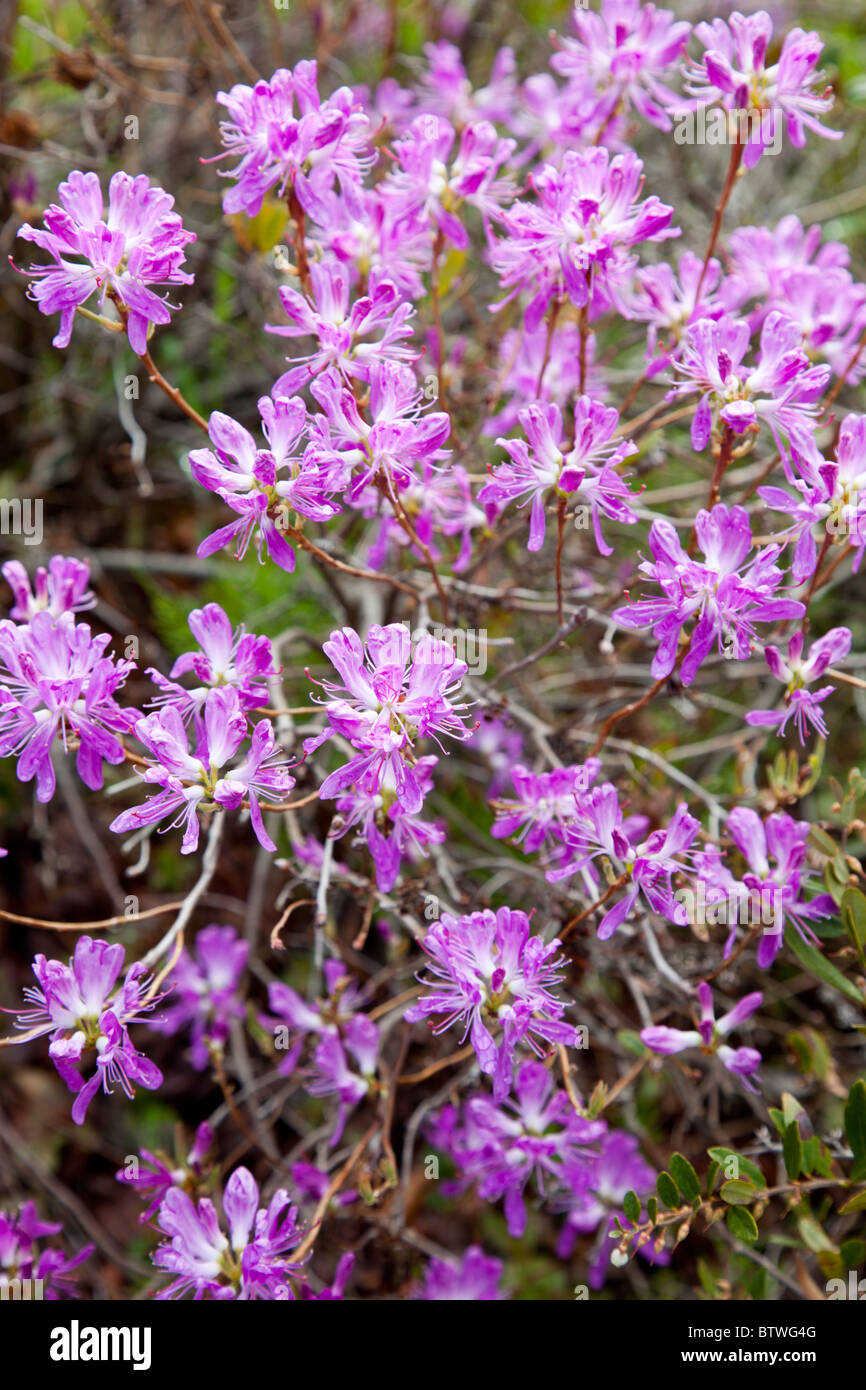 Rhodora ( rhododendron canadense , ericaceae ) flowering Stock Photo ...
