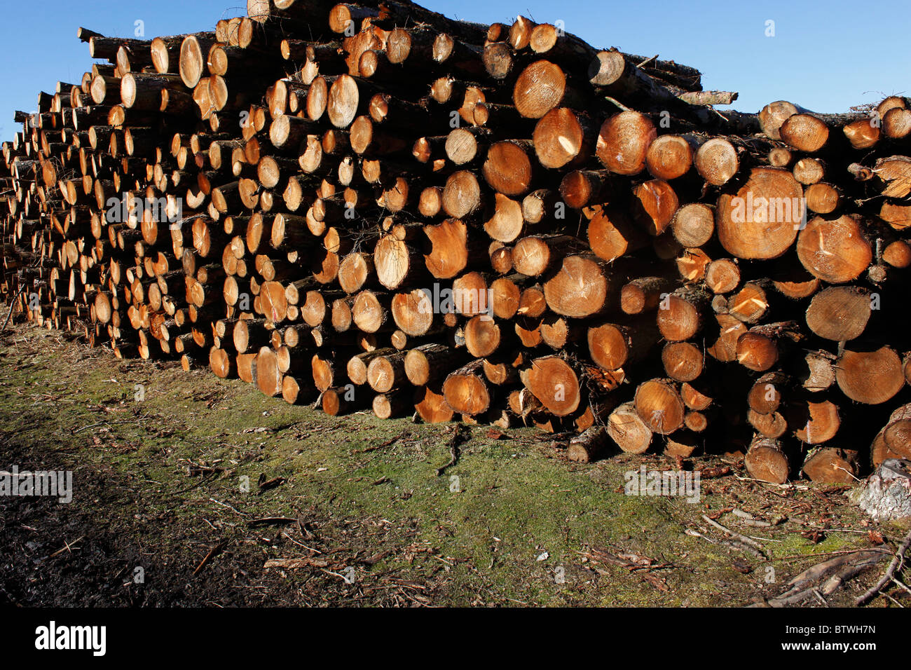 A pile of sawn tree trunks Stock Photo - Alamy