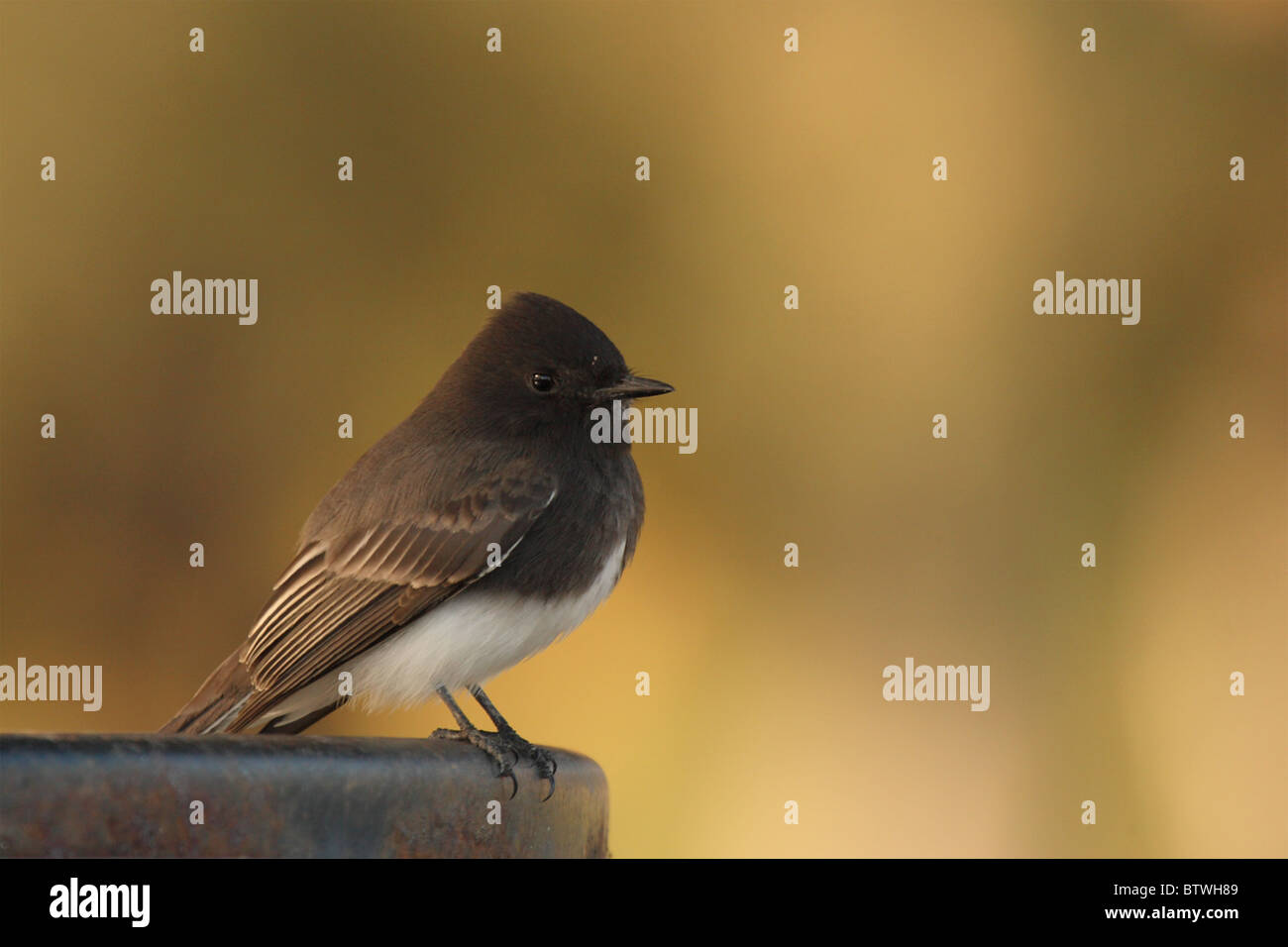 Phoebe flycatcher hi-res stock photography and images - Alamy