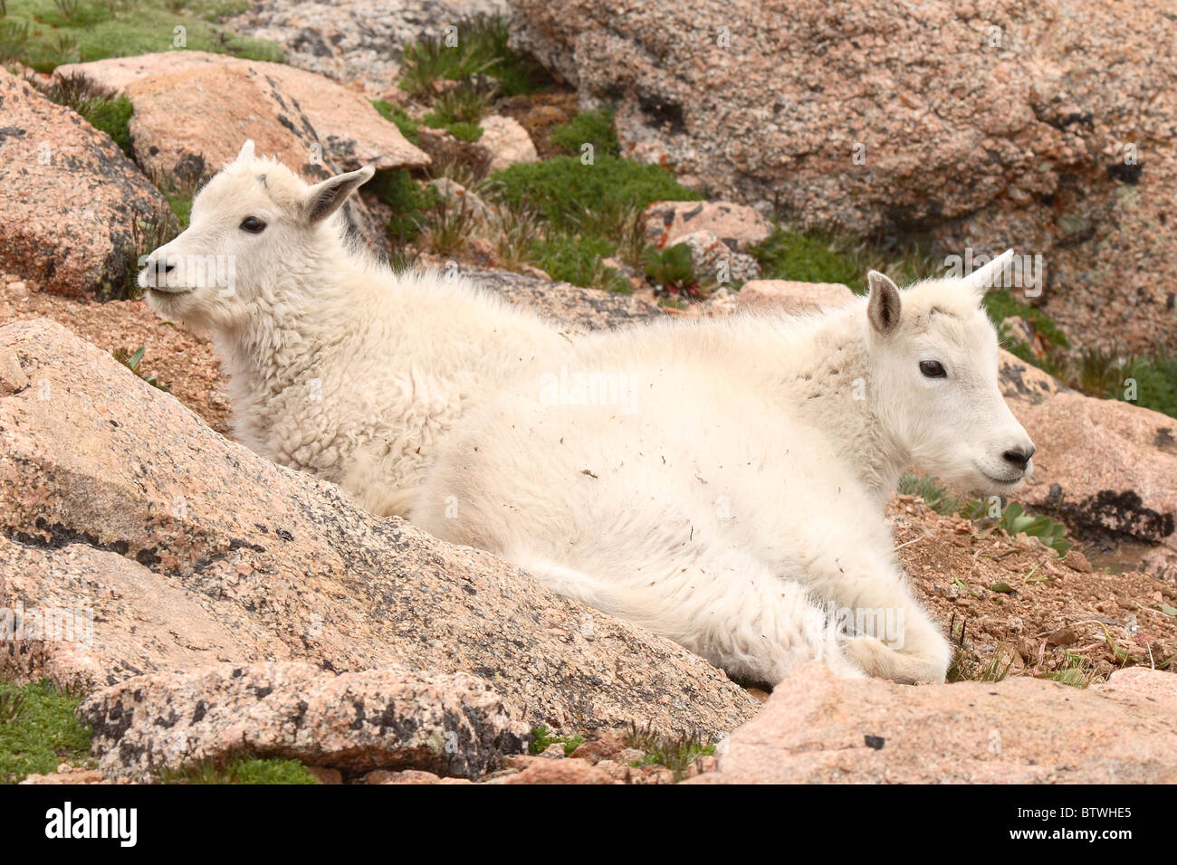 Twins mount hi-res stock photography and images - Alamy