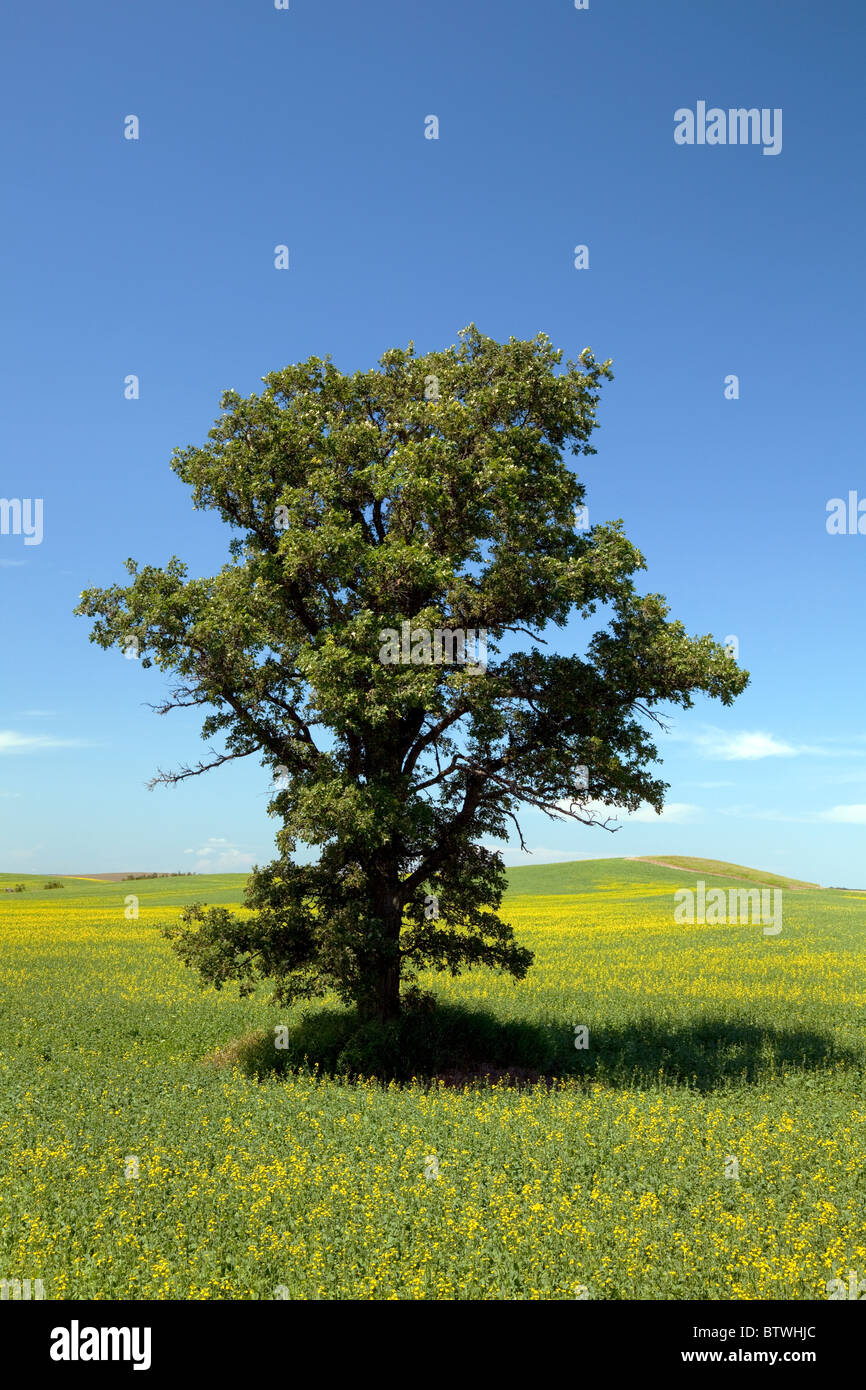 Lone tree in farm field hi-res stock photography and images - Alamy