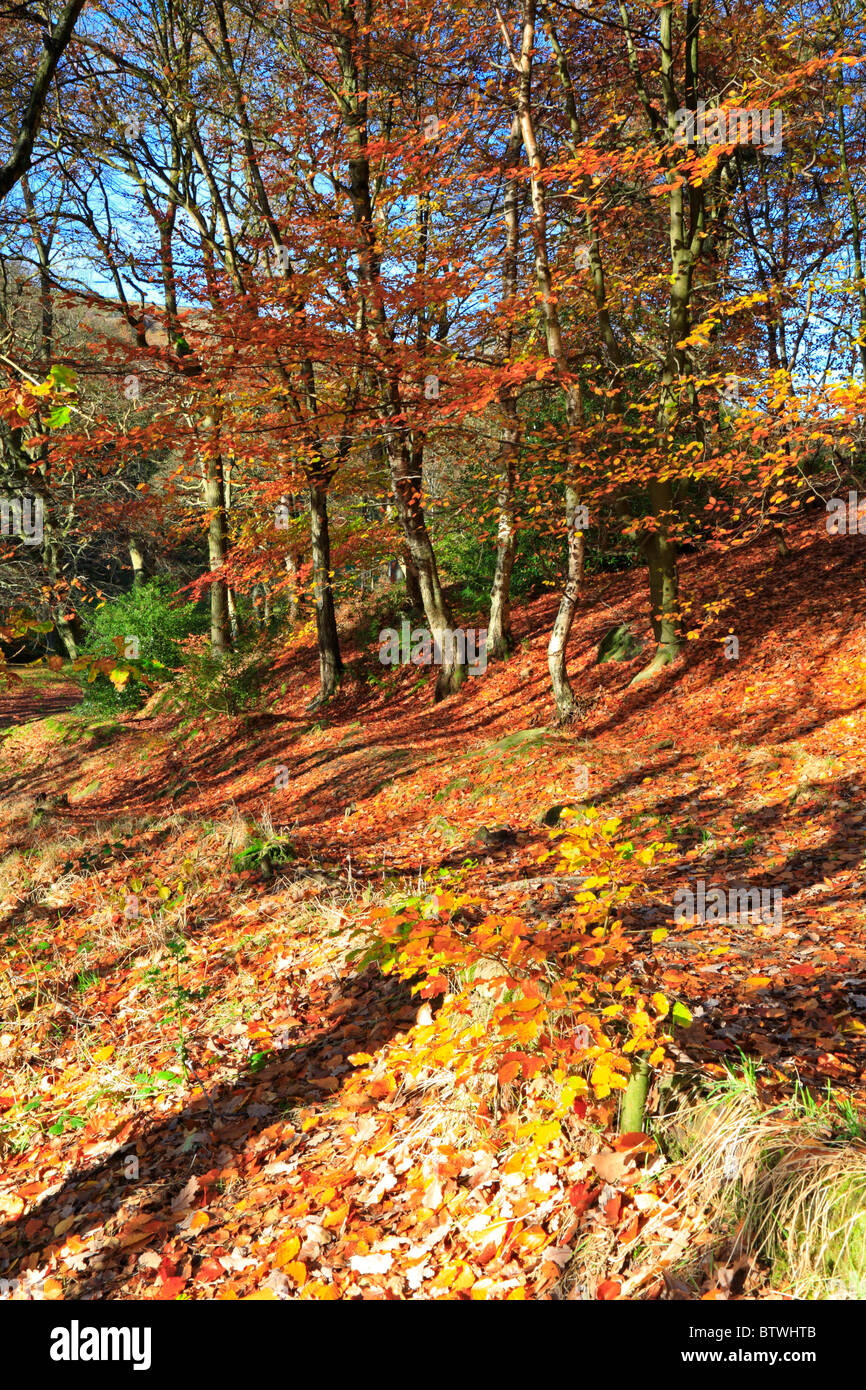 Wade Wood in autumn, Luddenden Dean, Halifax, West Yorkshire, England ...