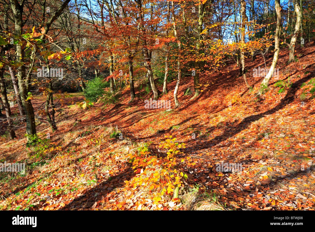 Wade Wood in autumn, Luddenden Dean, Halifax, West Yorkshire, England ...