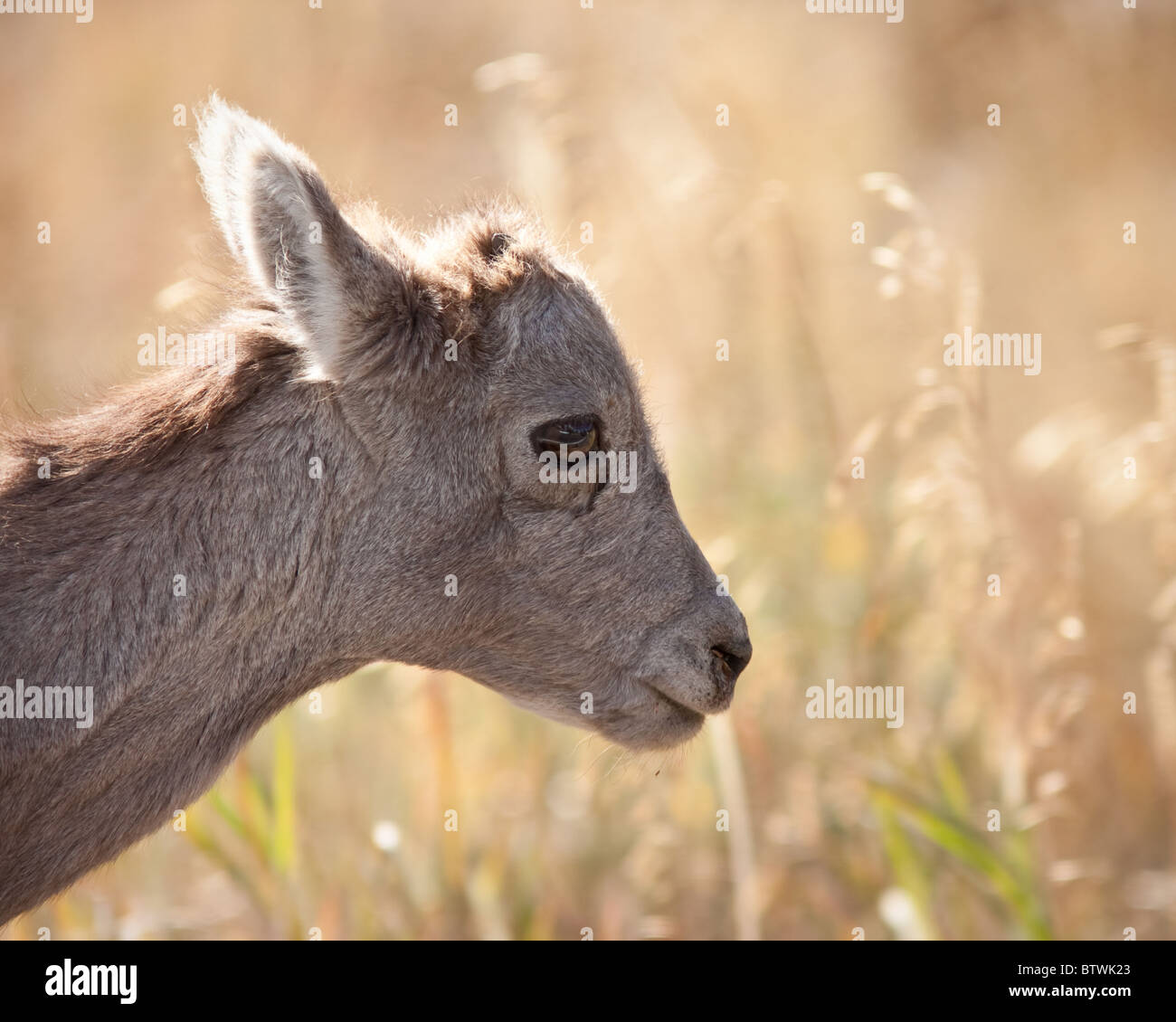 Baby ram north america hi-res stock photography and images - Alamy