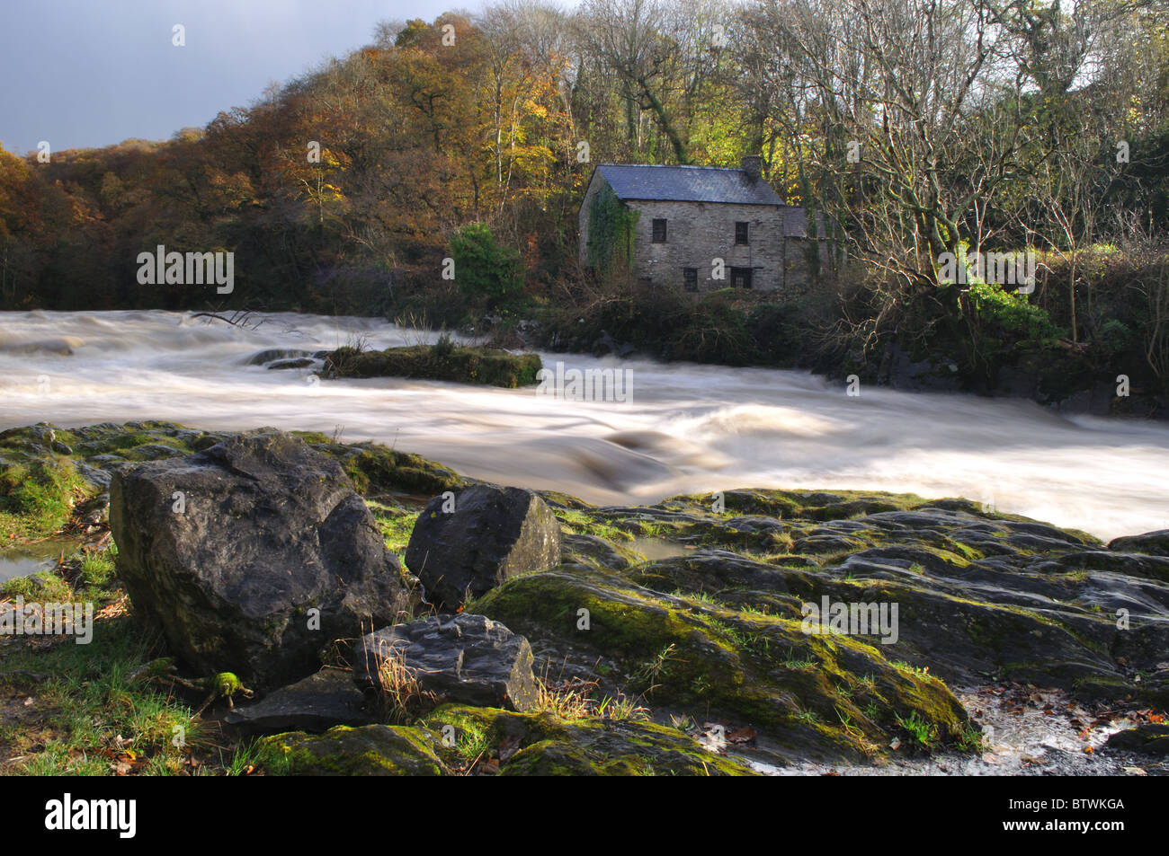 Cenarth falls beauty spot in Pembrokeshire after heavy rain swelled ...
