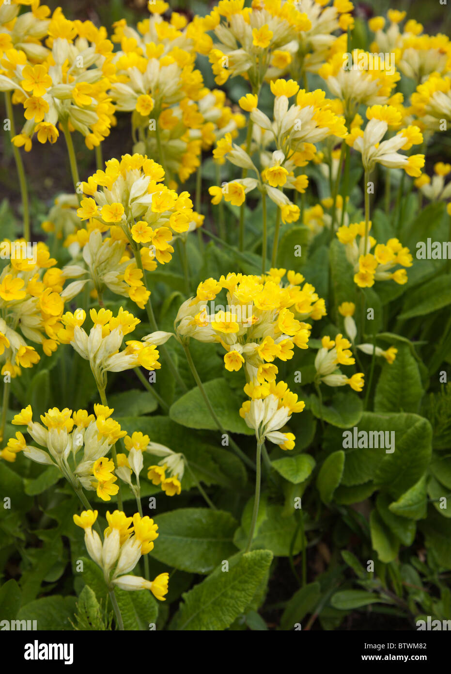 Cowslip ( primula veris , primulaceae Stock Photo - Alamy