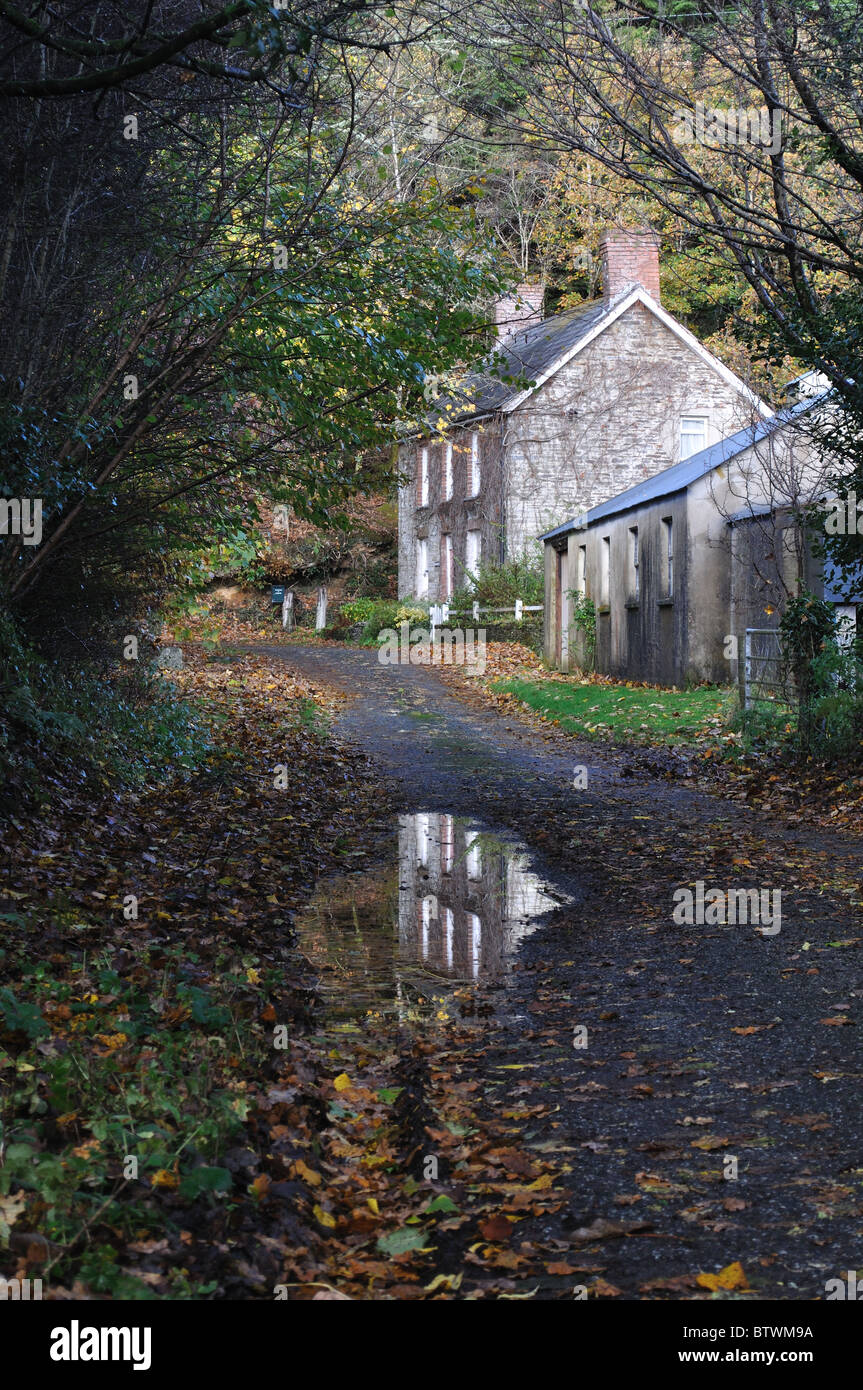 Puddle with reflection of Welsh cottage, autumn leaves, Cwm Ffynone ...