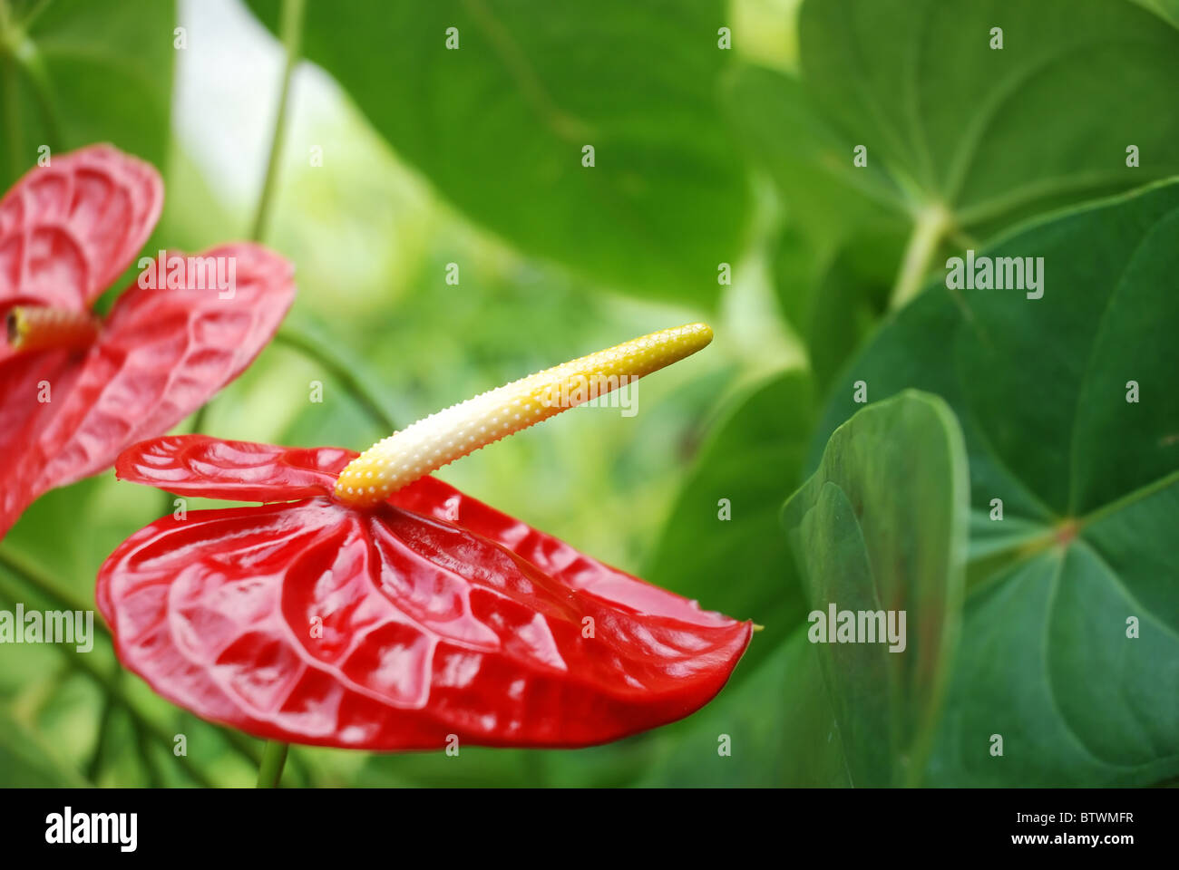 Cala lily hi-res stock photography and images - Alamy