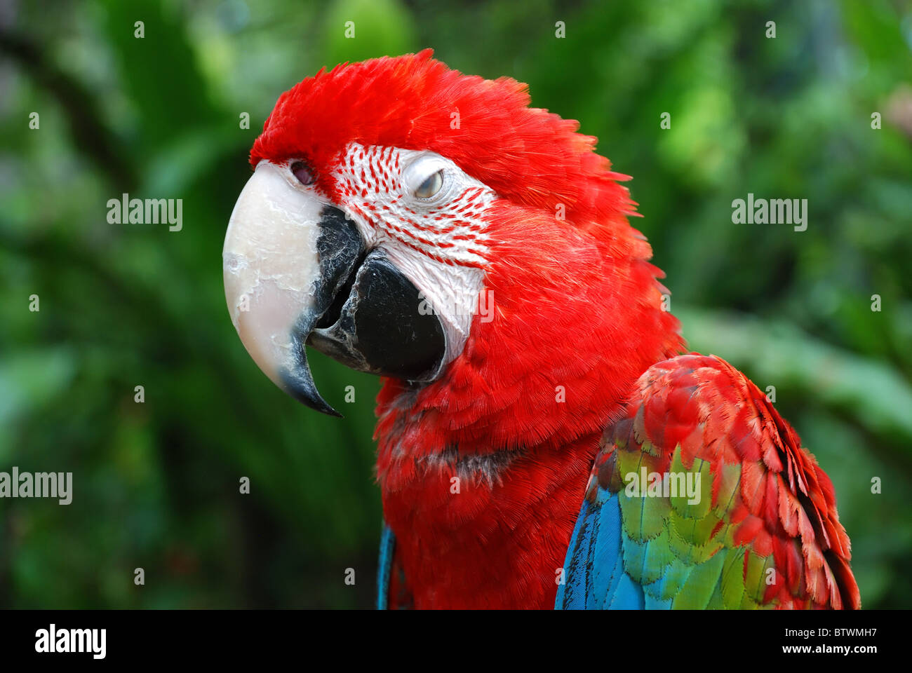 Parrot Singapore Zoo High Resolution Stock Photography and Images - Alamy