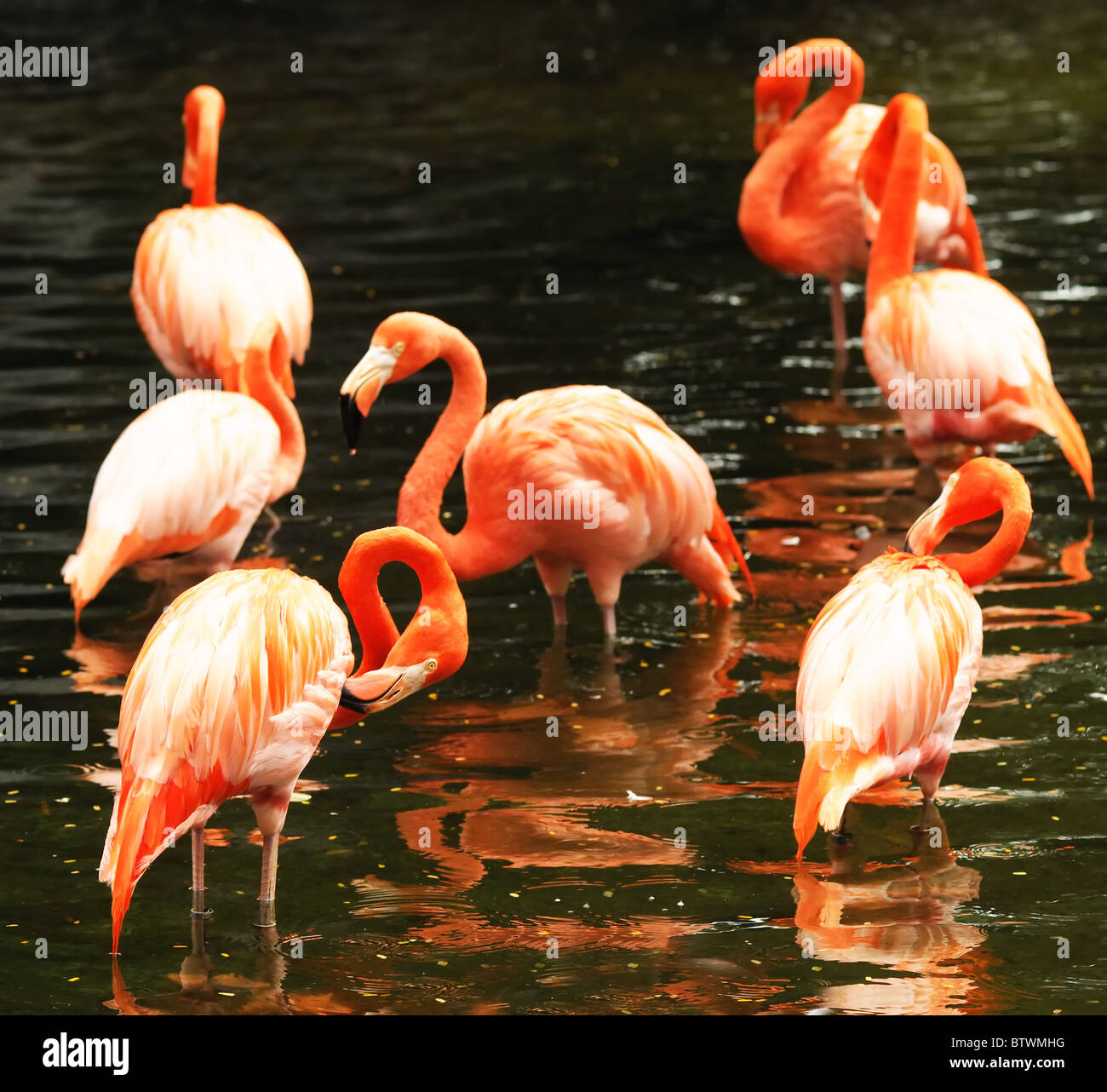 Flamingo park miami hi-res stock photography and images - Alamy