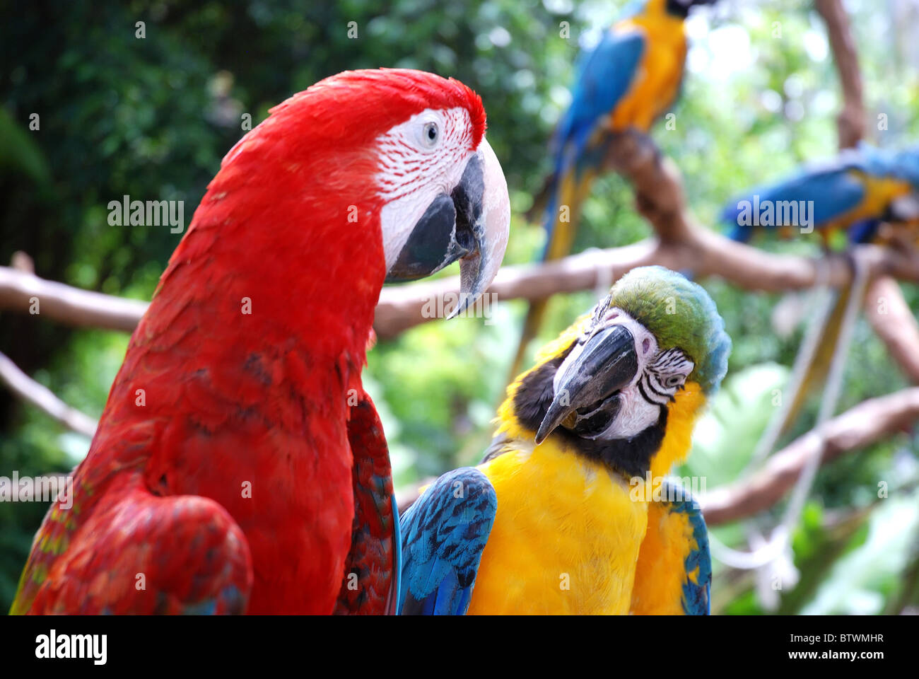 Parrot singapore zoo hi-res stock photography and images - Alamy