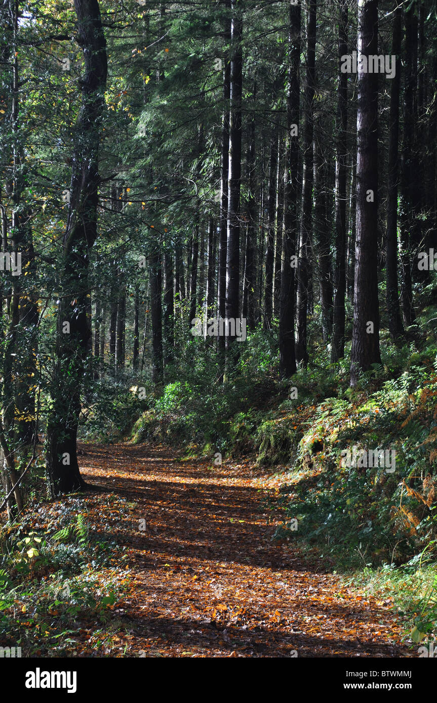 Ffynone hi-res stock photography and images - Alamy