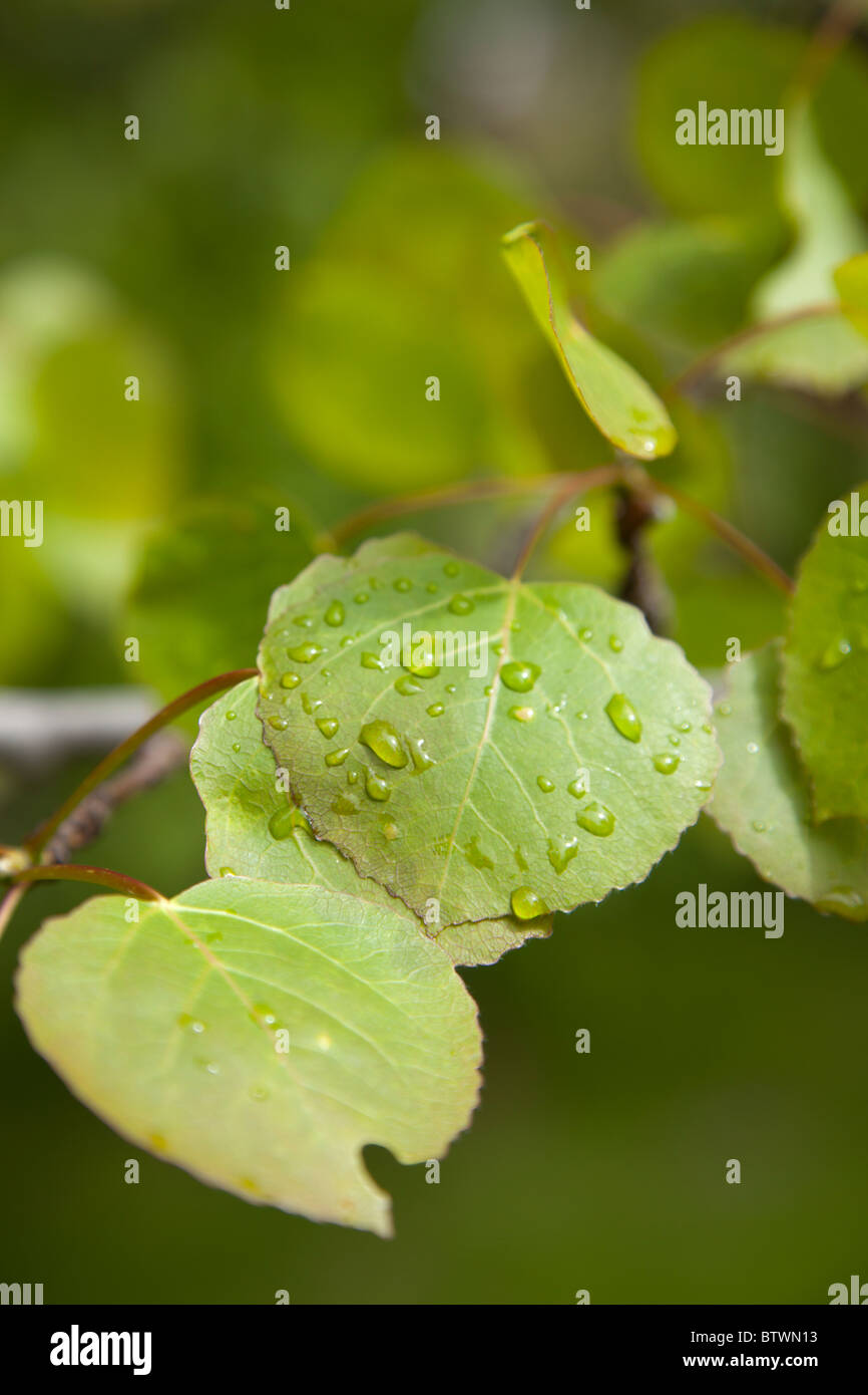 Wet tree leaf after rain Stock Photo - Alamy