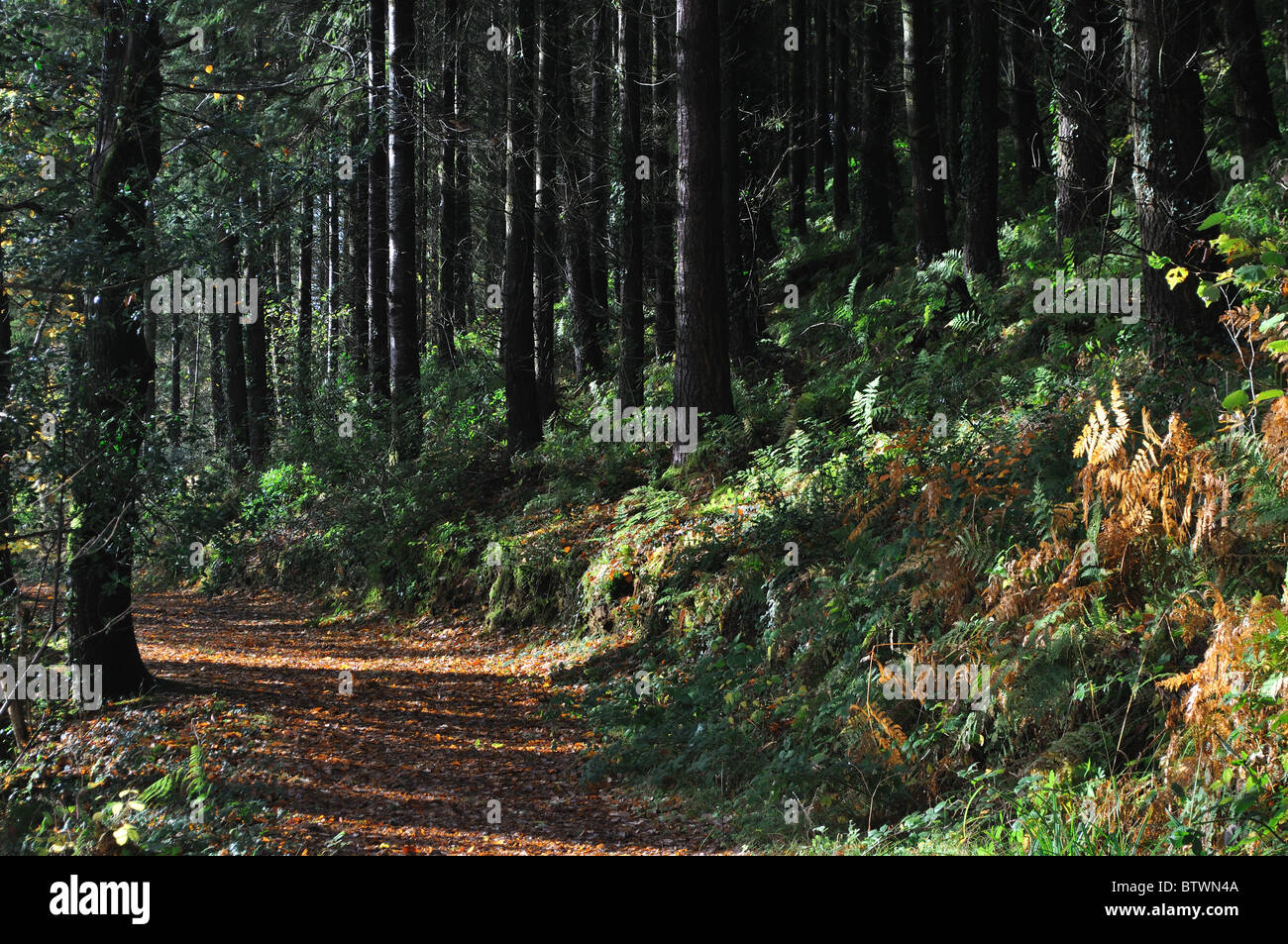Woodland path through pine/fir forest, autumn, Cwm Ffynone ...