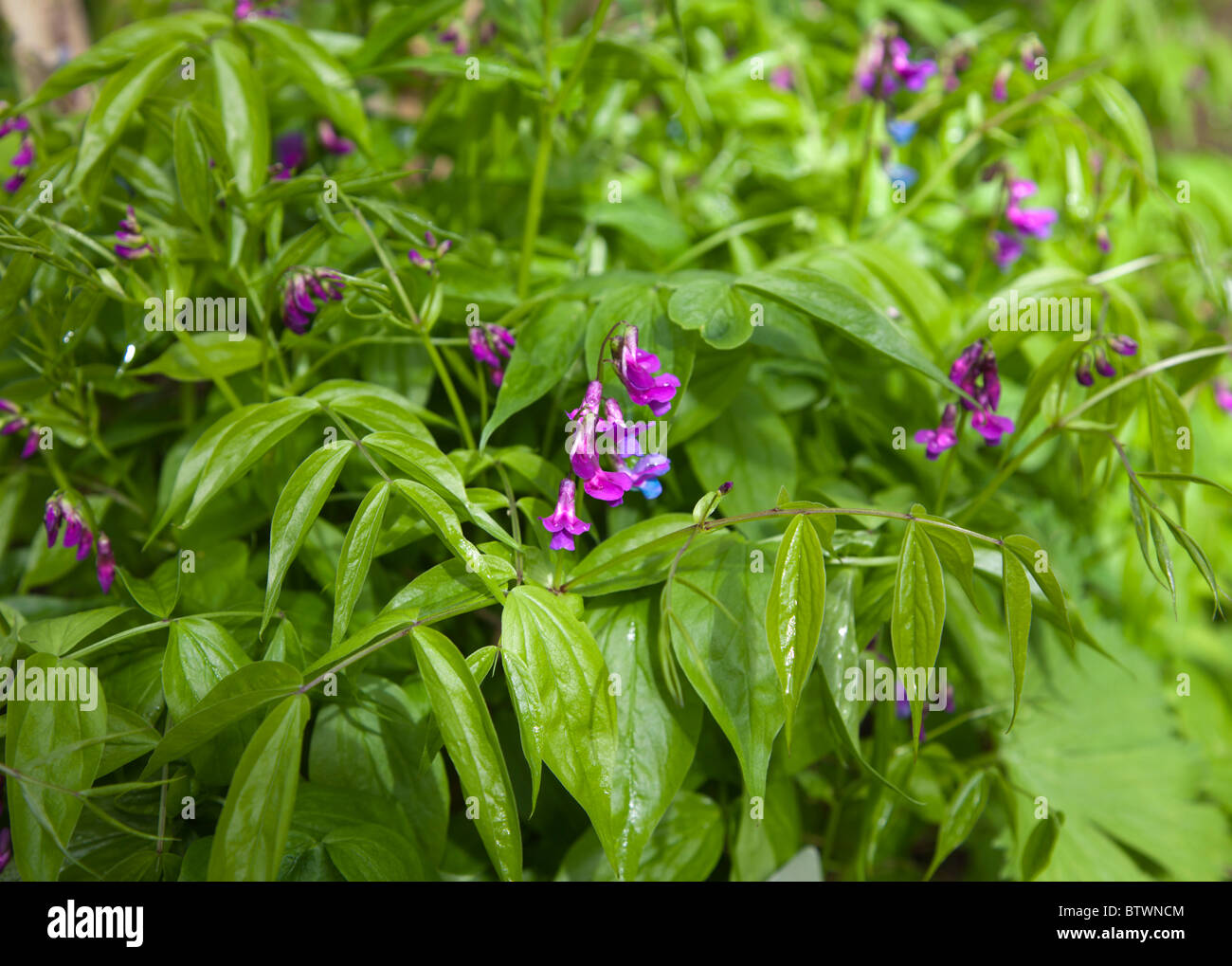 Lathyrus vernus spring vetchling High Resolution Stock Photography and ...