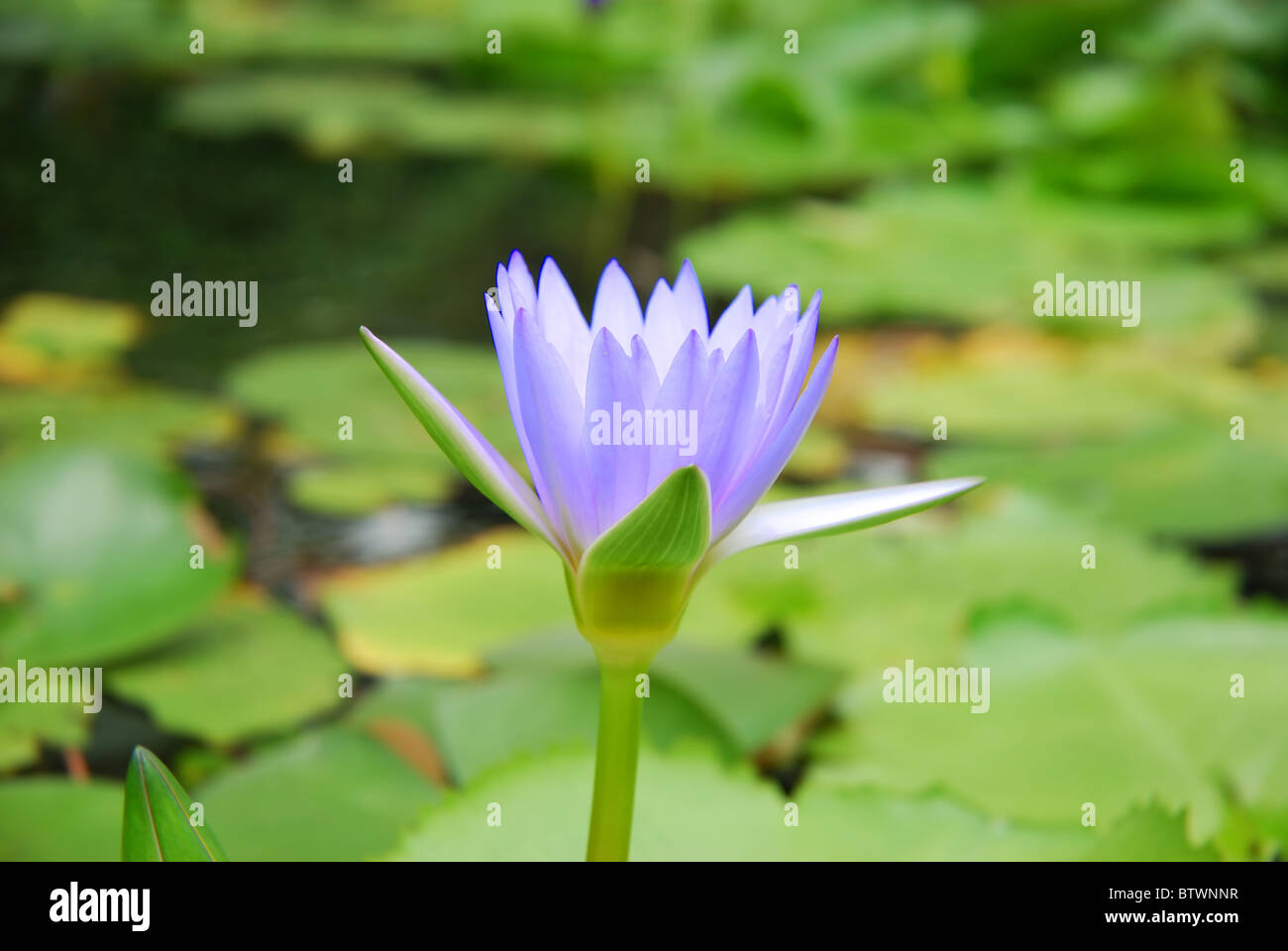 Beautiful violet water lily (lotus Stock Photo - Alamy