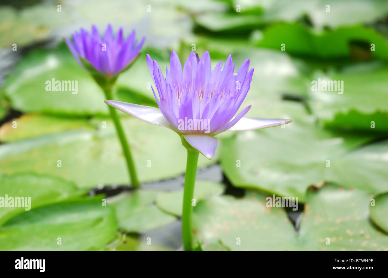 Beautiful violet water lily (lotus Stock Photo - Alamy