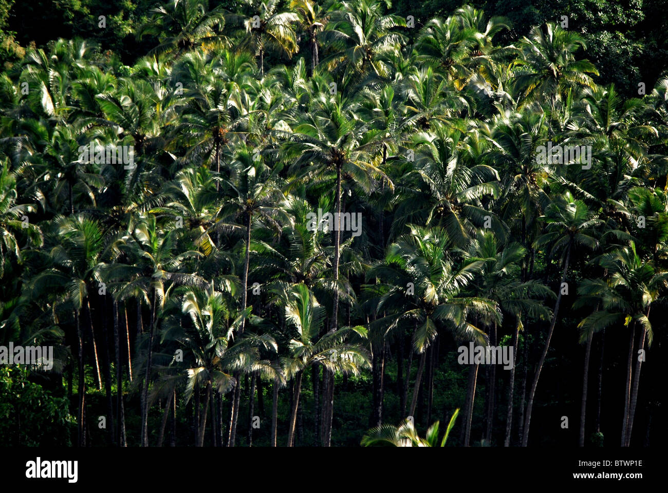 Coconut tree in goa hi-res stock photography and images - Alamy
