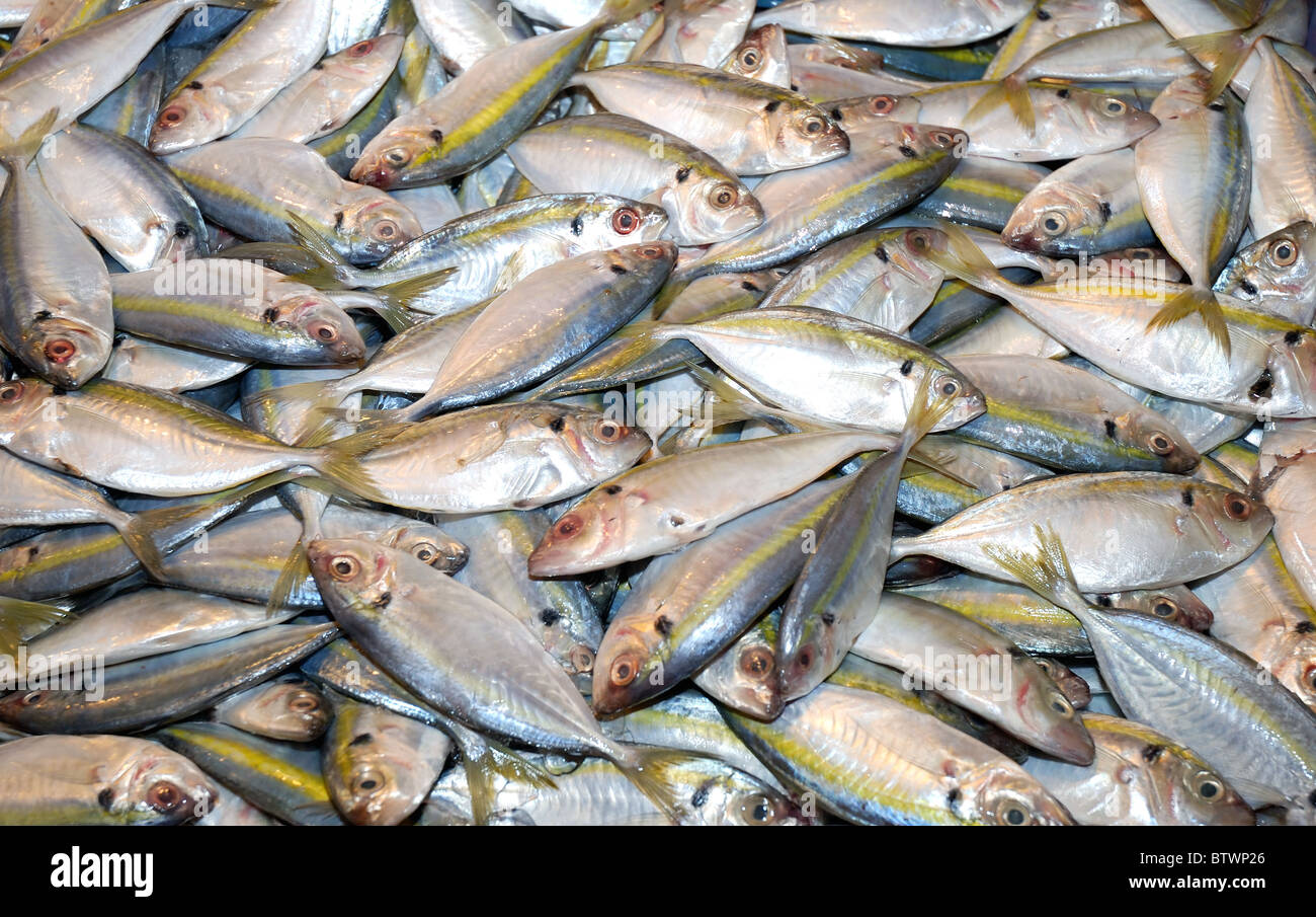 Pile fresh raw sardines seafood hi-res stock photography and images - Alamy