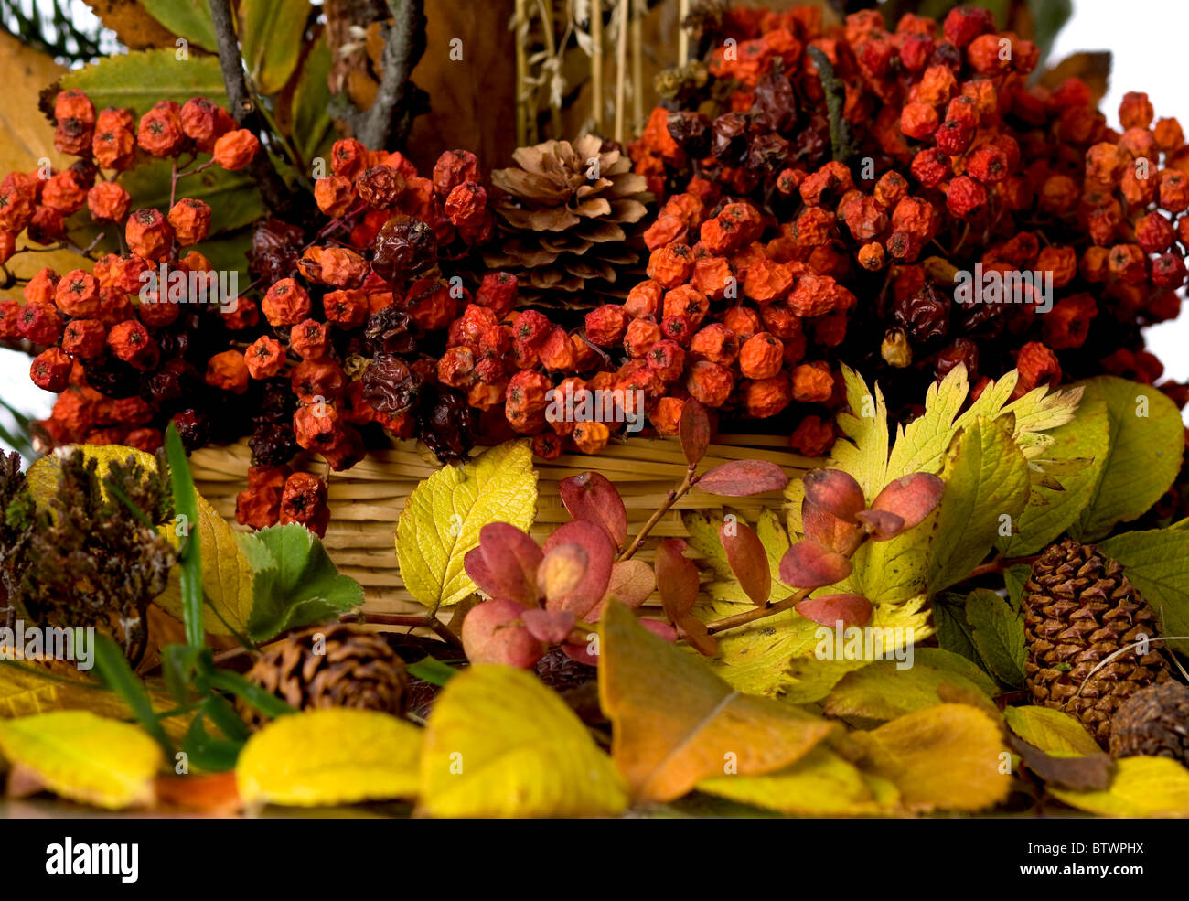 Autumn basket composition from rowan, cone and leavers Stock Photo - Alamy