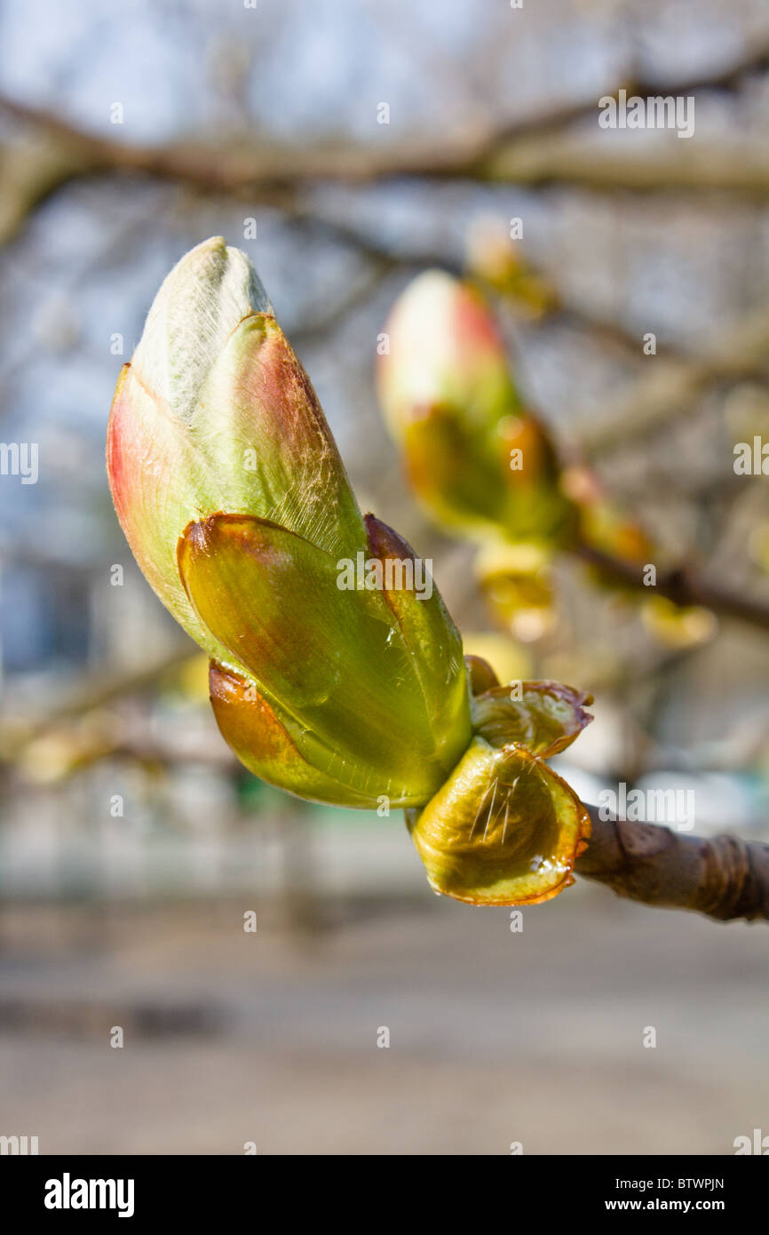 Early spring bud of the horse-chestnut tree Stock Photo - Alamy