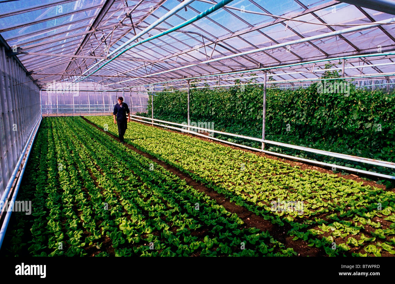 Crops Growing In A Greenhouse; Man Walking Inside Greenhouse With Crops ...