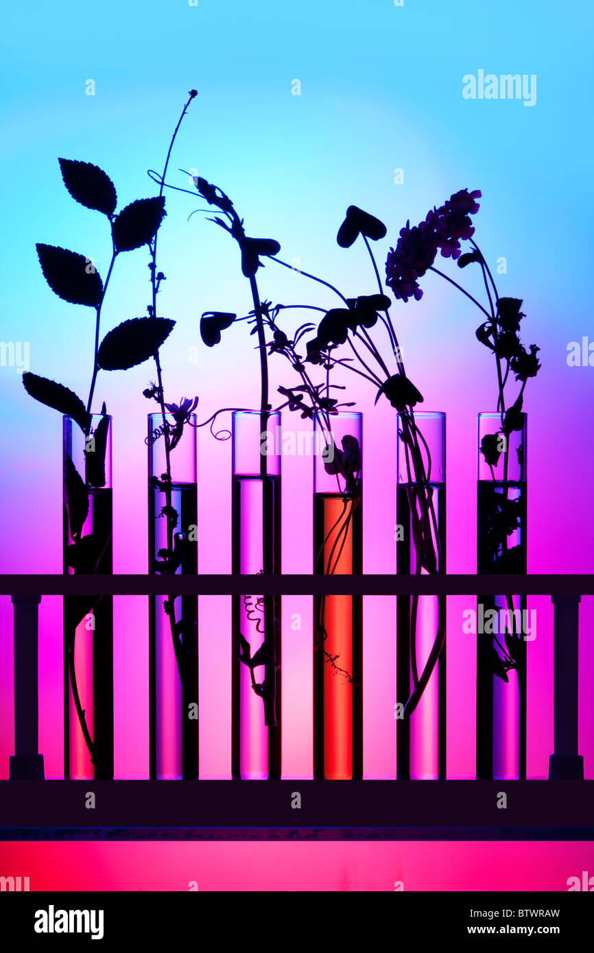 Test tubes plants flowers hi-res stock photography and images - Alamy