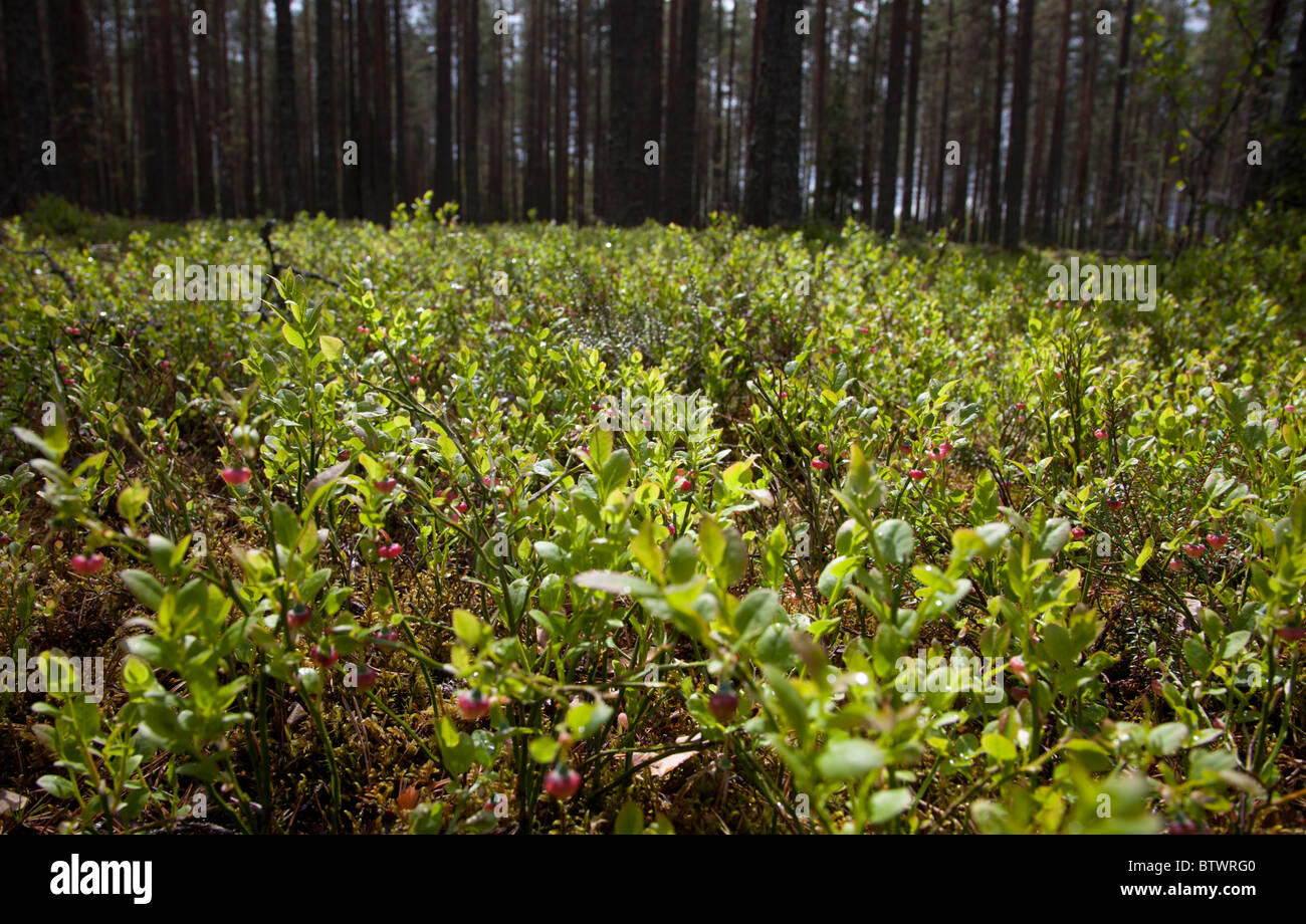 Closeup of a blueberry ( Vaccinium myrtillus ) bush , Finland Stock ...