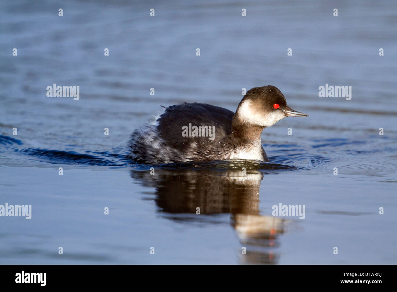 Grebe in winter plumage hi-res stock photography and images - Alamy