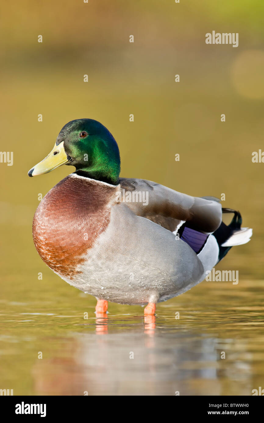 Mallard ducks portrait hi-res stock photography and images - Alamy
