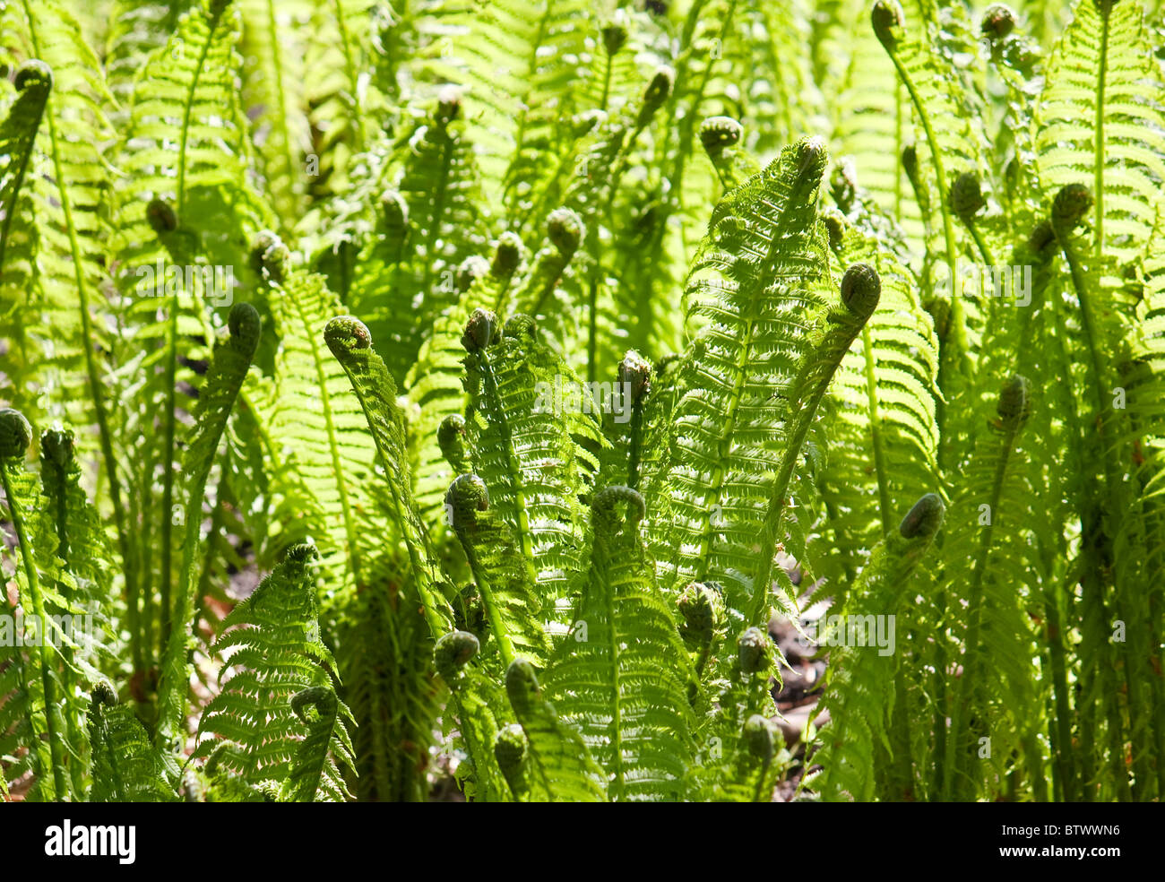 Green leaves of wild young fern in spring for background Stock Photo ...