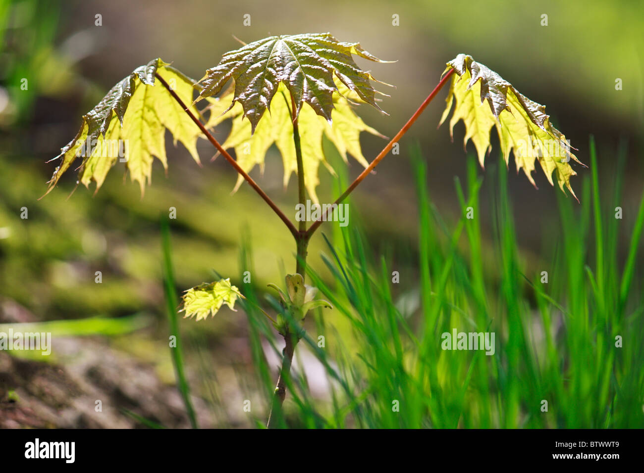 Maple tree hi-res stock photography and images - Alamy