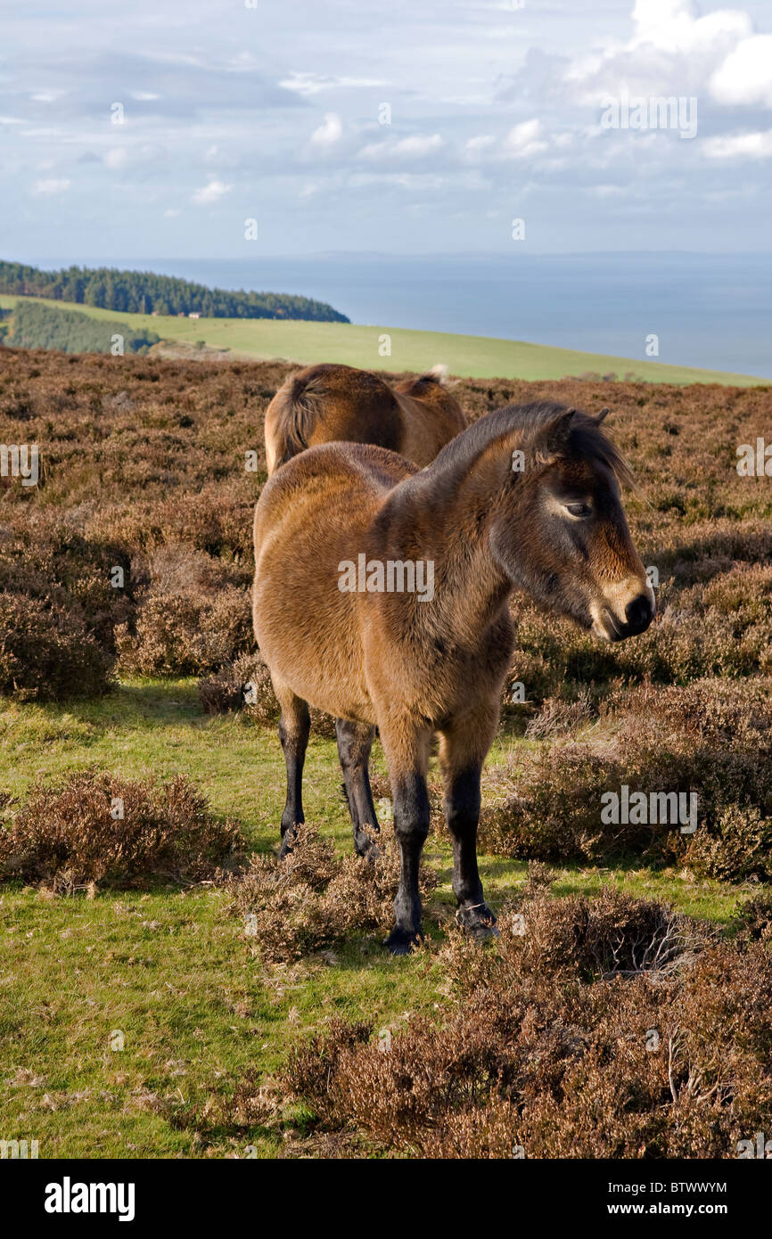 Exmoor Ponies, near Porlock, Exmoor National Park, Somerset, England ...