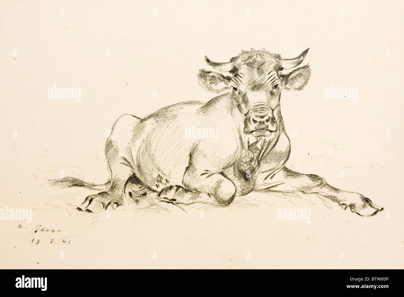 Ox portrait, charcoal on paper by Kurt Tessmann, 1942 Stock Photo - Alamy