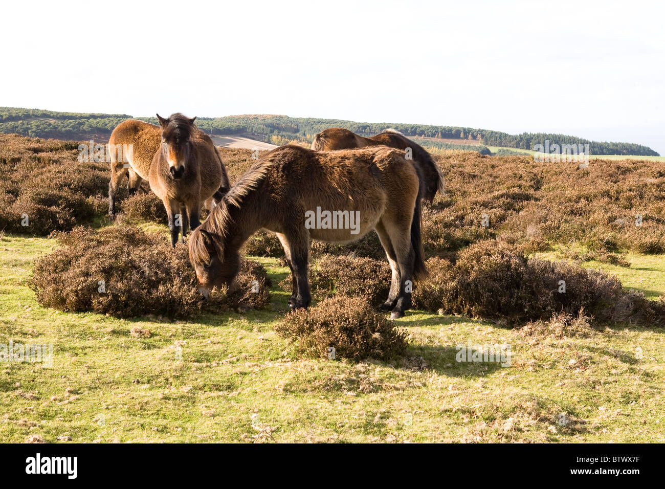 Exmoor Ponies, near Porlock, Exmoor National Park, Somerset, England ...