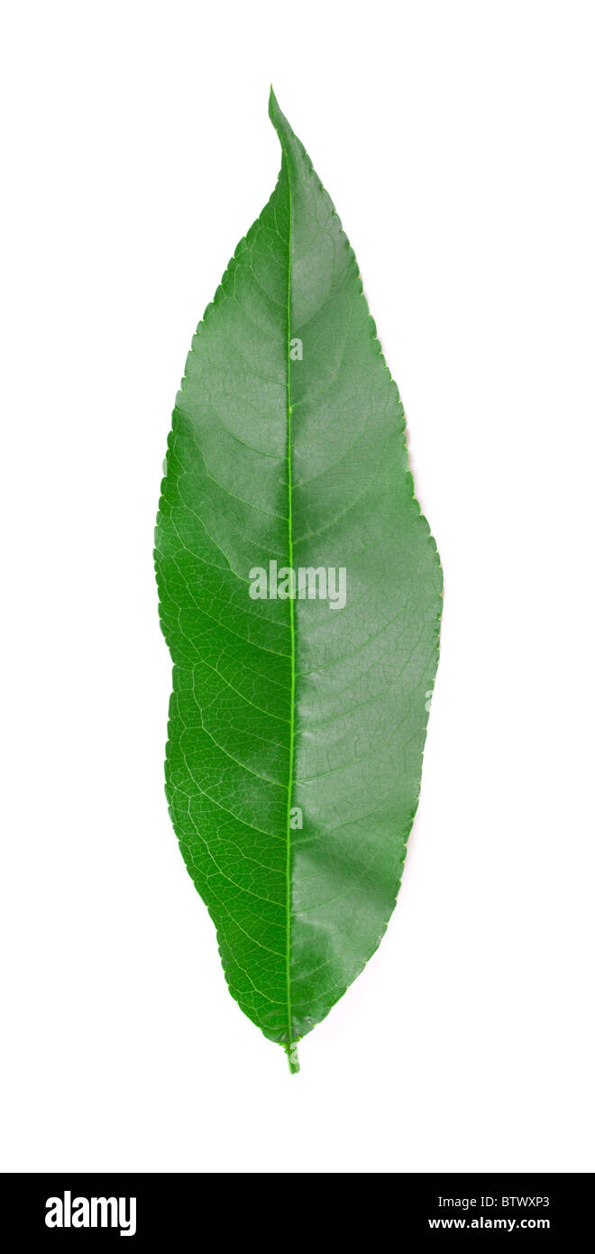 Peach leaf hi-res stock photography and images - Alamy