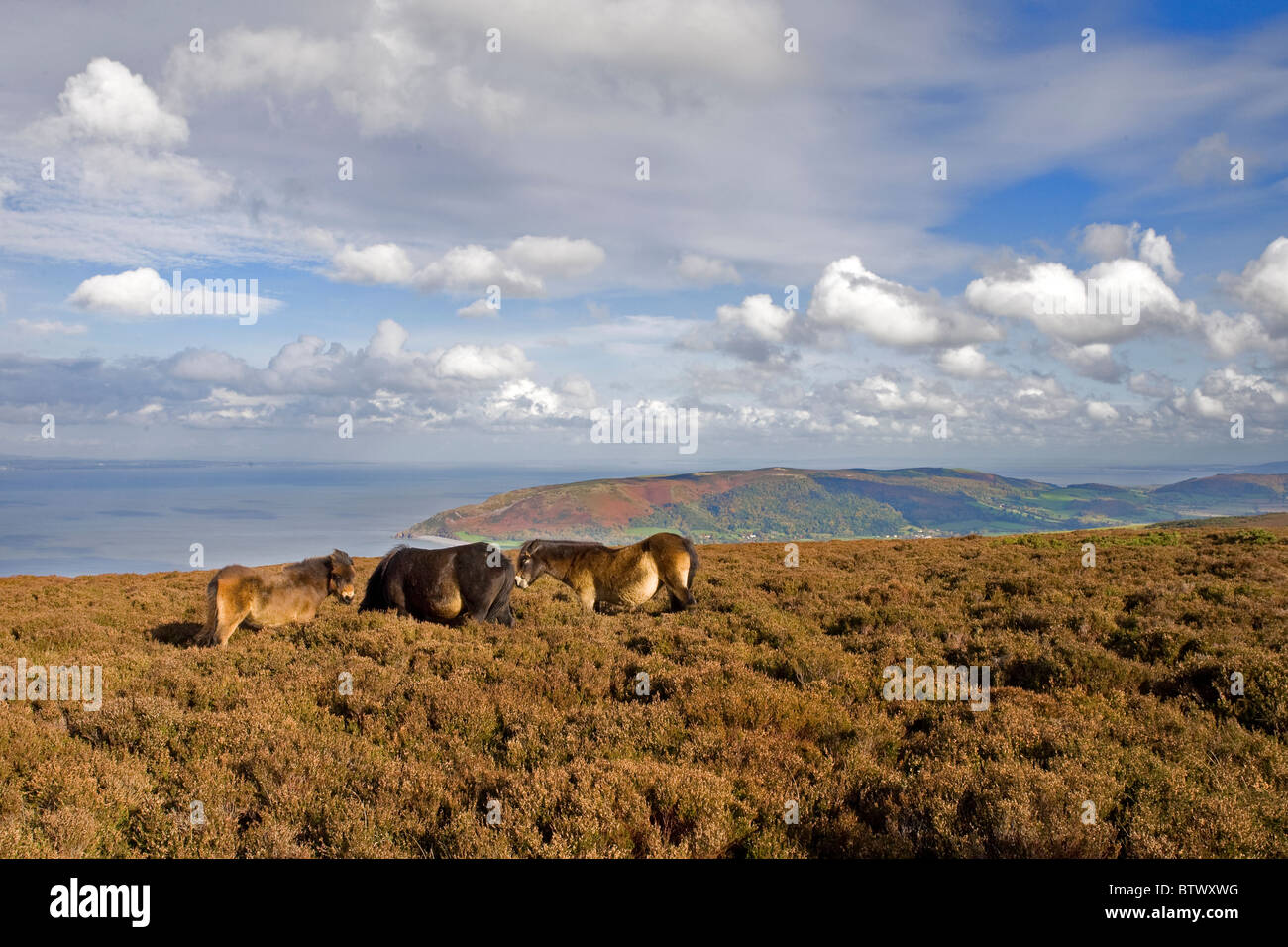 Exmoor Ponies, near Porlock, Exmoor National Park, Somerset, England ...
