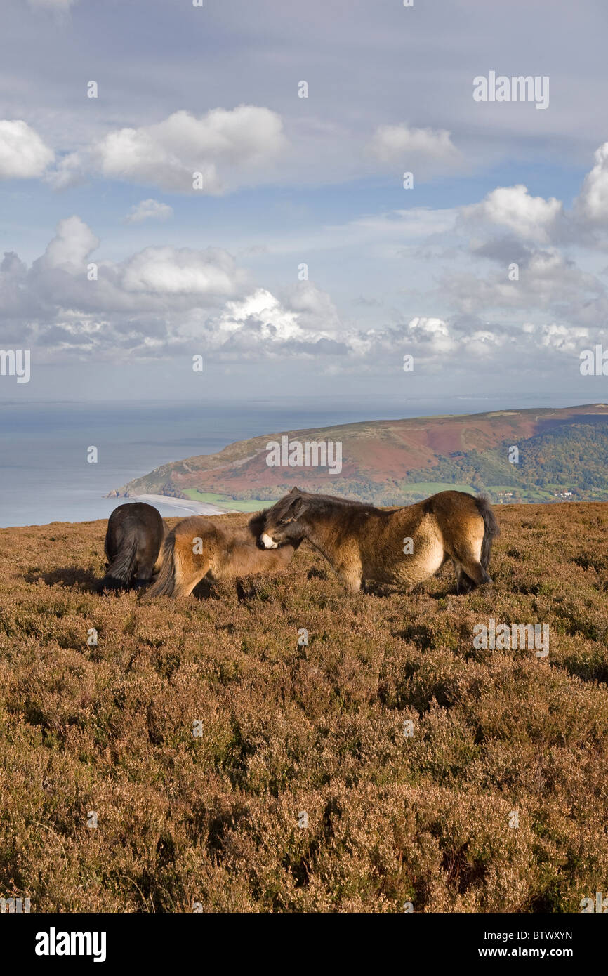 Exmoor Ponies, near Porlock, Exmoor National Park, Somerset, England ...