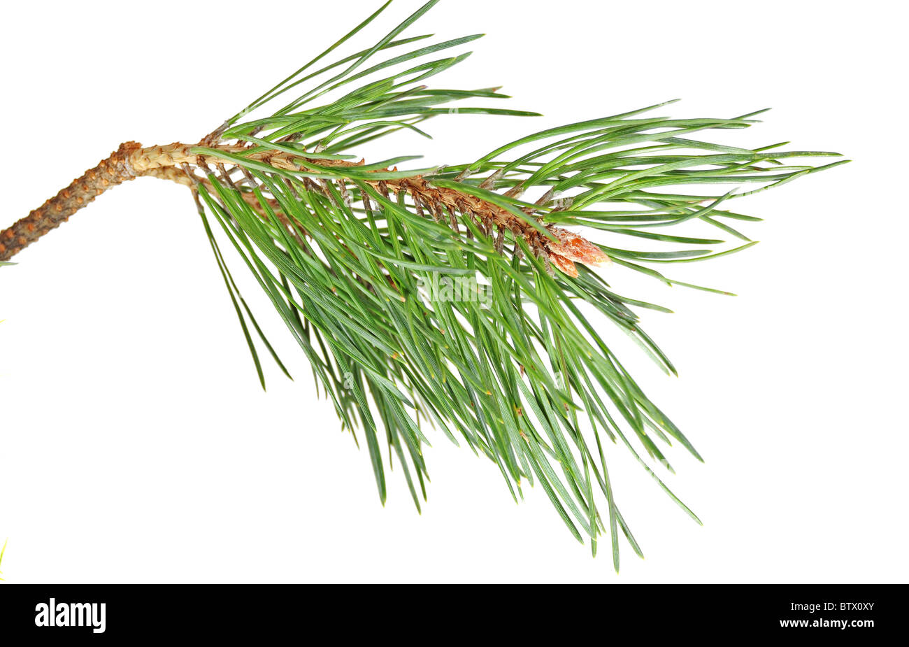 Pine tree needle in Cut Out Stock Images & Pictures - Alamy