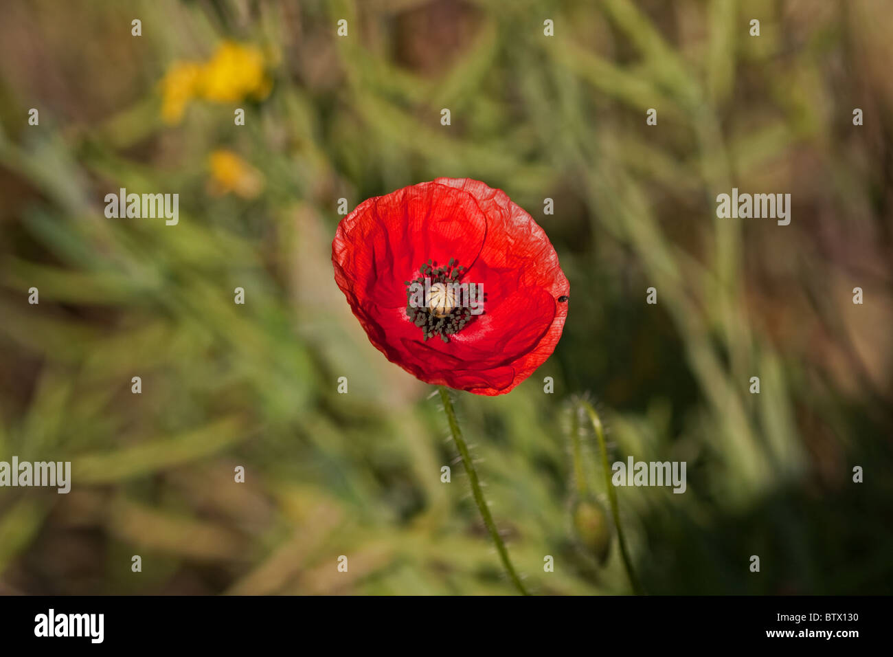 Poppy anemone isolated hi-res stock photography and images - Alamy