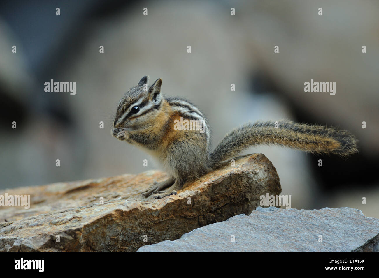Chipmonk hi-res stock photography and images - Alamy