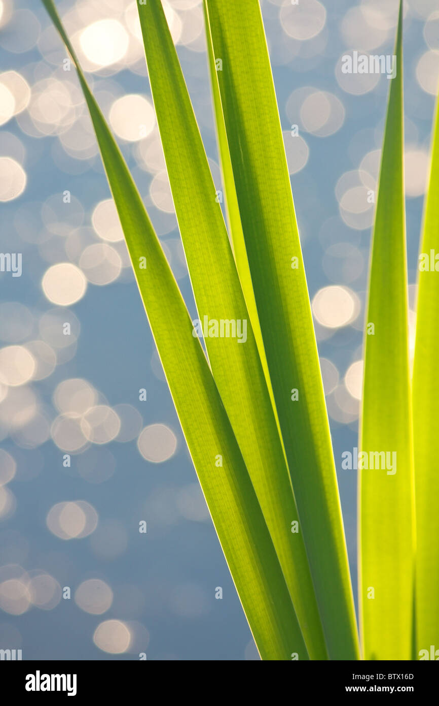 Floral background hi-res stock photography and images - Alamy