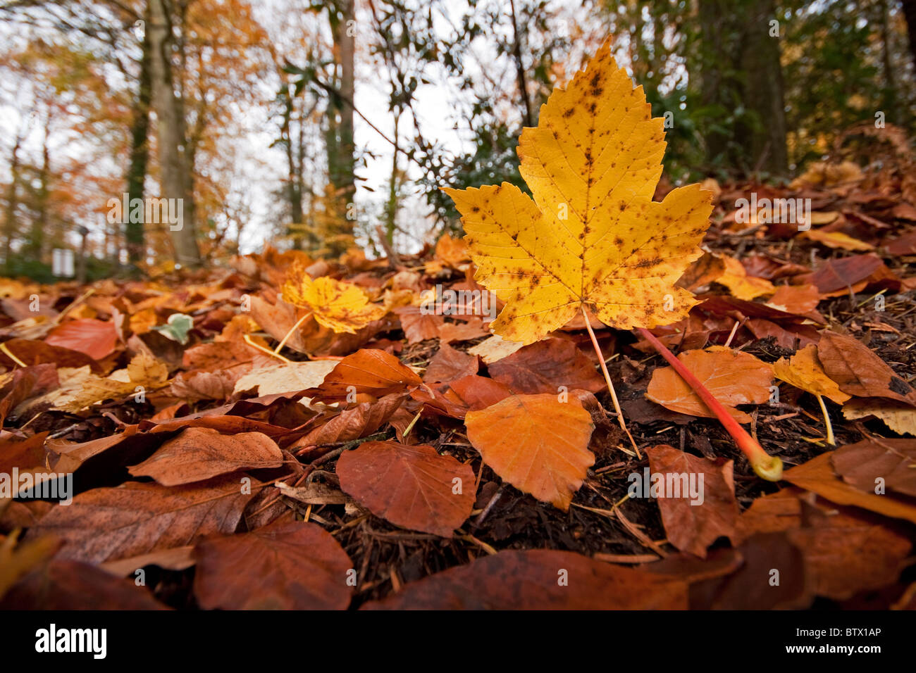 Autumn at Longleat Stock Photo - Alamy