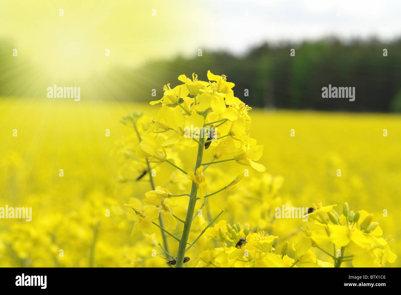 Farming rapeseed hi-res stock photography and images - Alamy