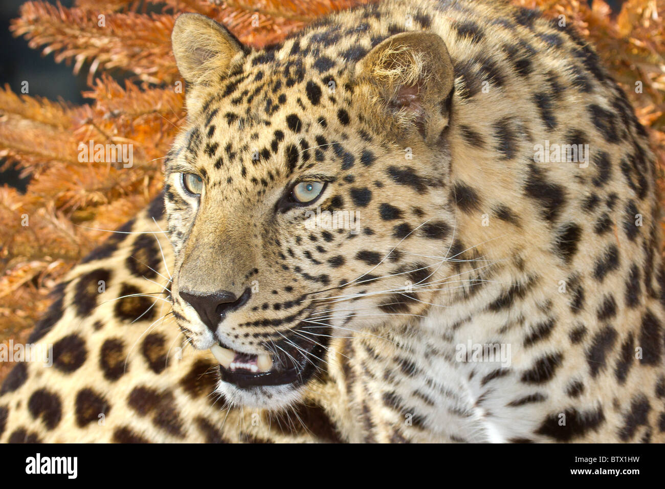 Manchurian leopard hi-res stock photography and images - Alamy