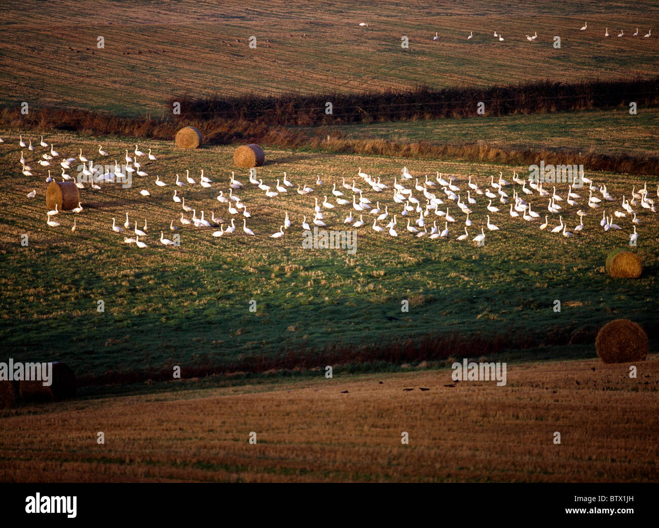 Swans In A Field, Ireland Stock Photo - Alamy