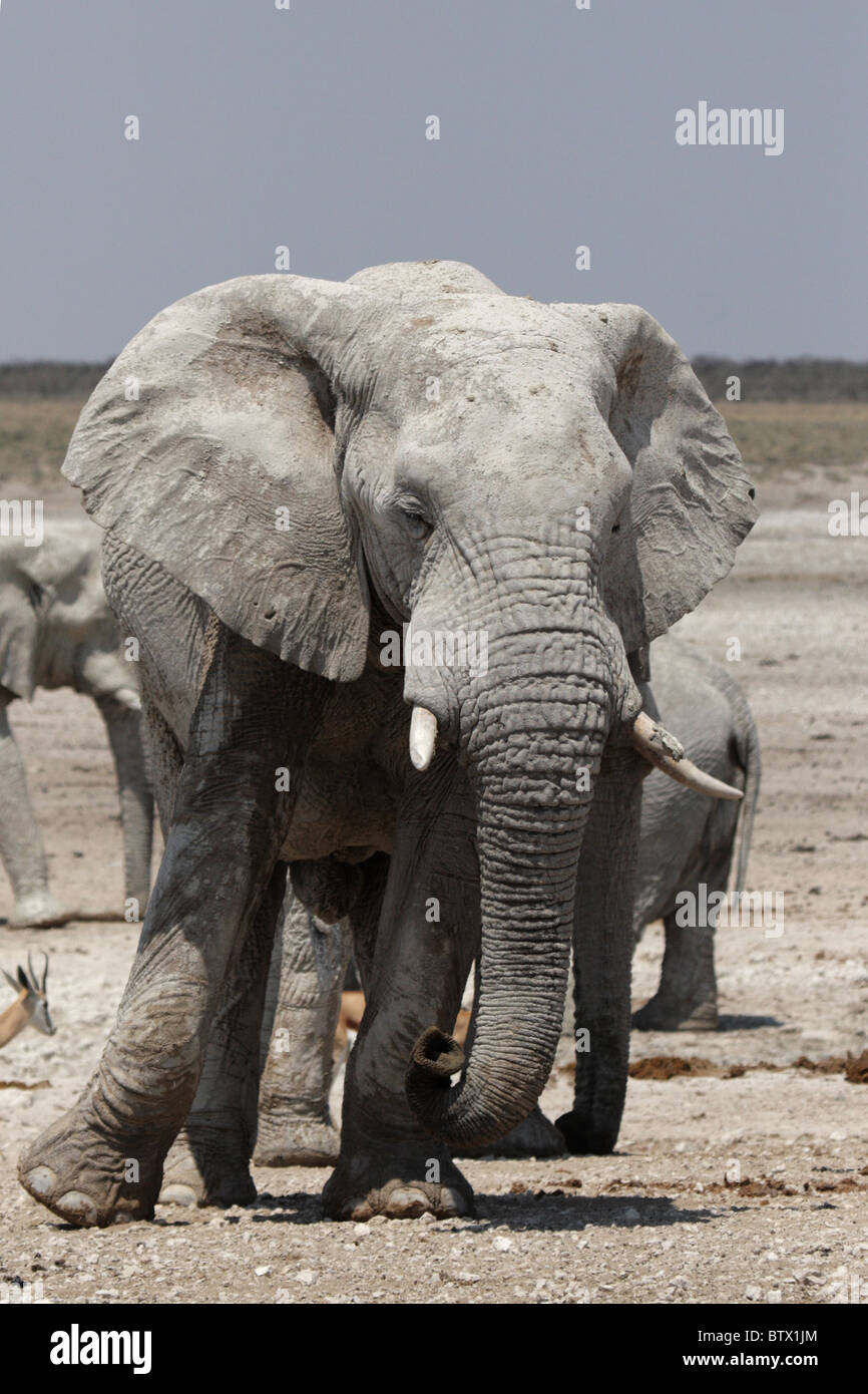 Elephant in the Etosha National Park, Namibia Stock Photo - Alamy